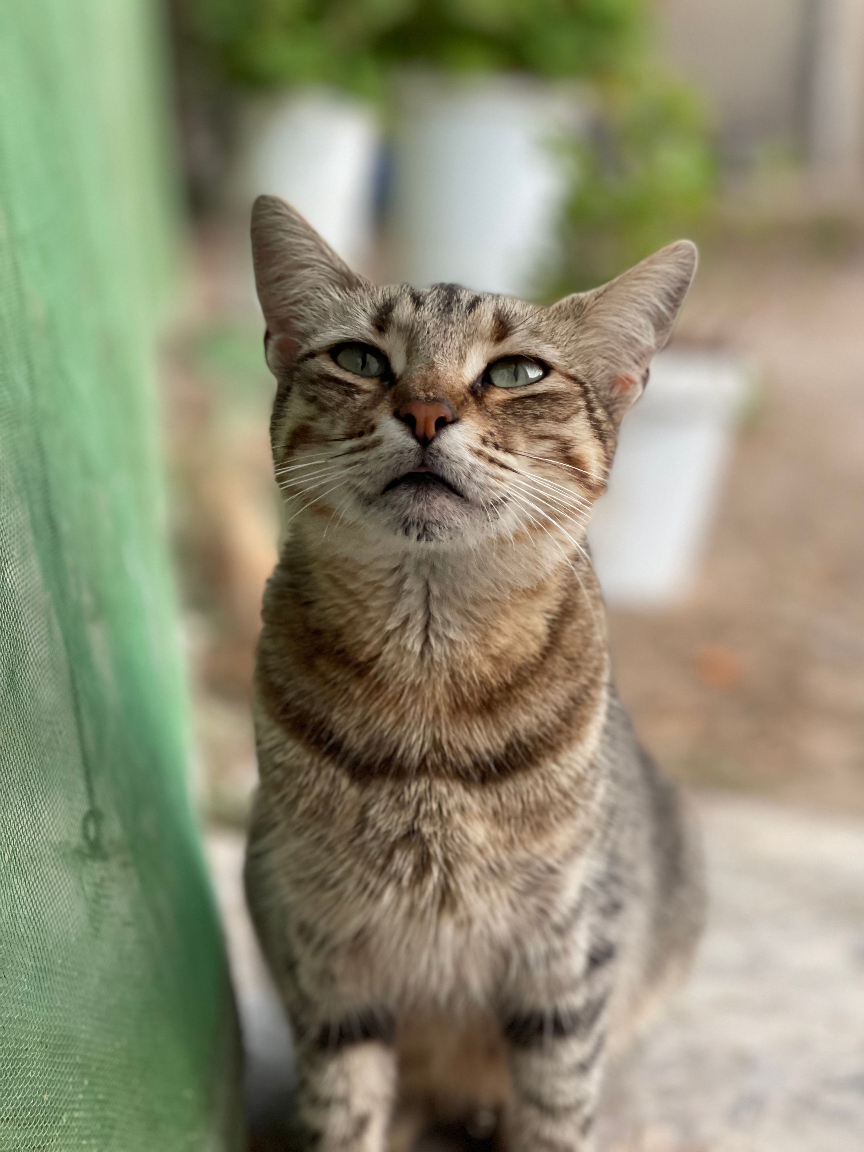 Two Cats Sitting Together by a Wooden Wall · Free Stock Photo