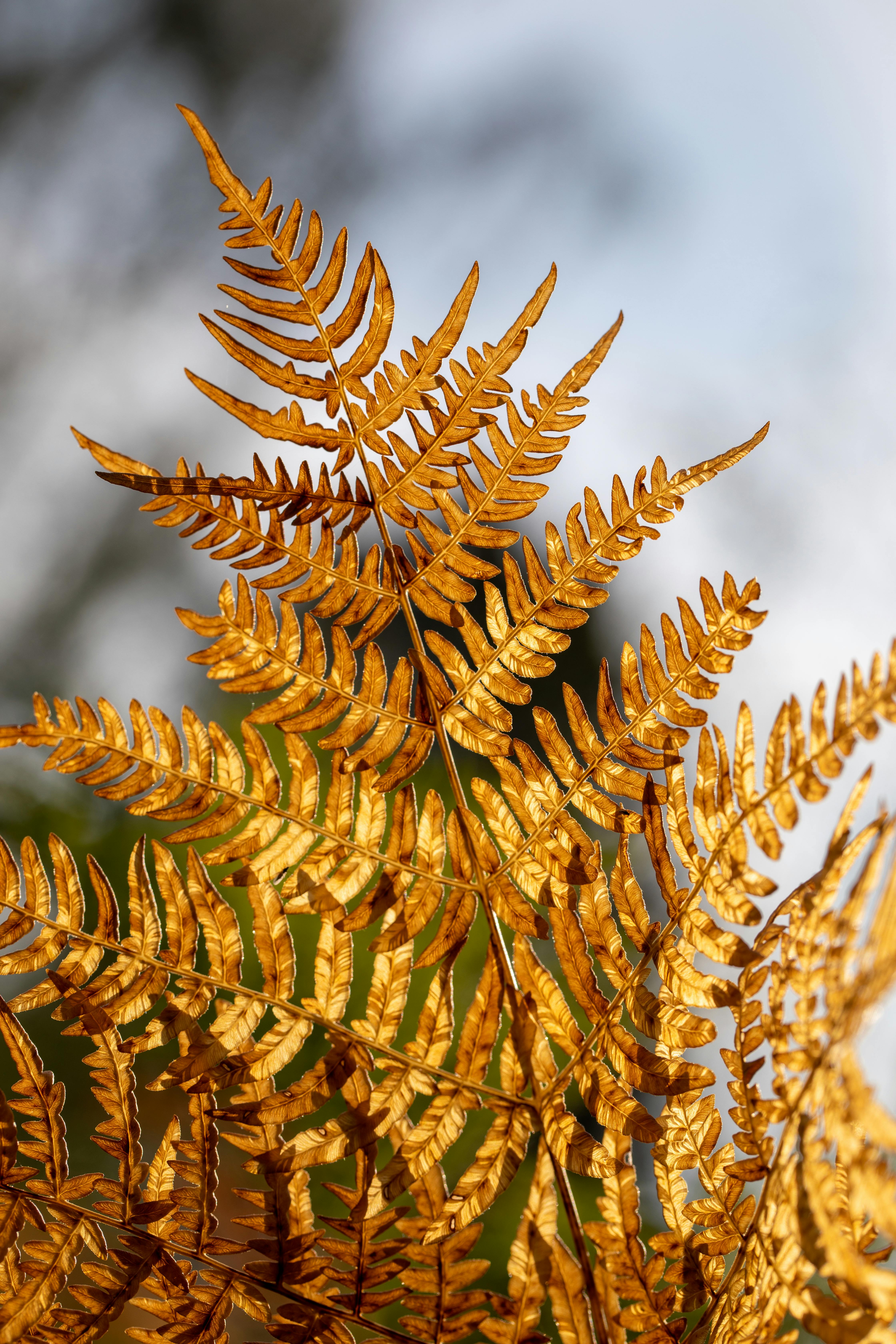 Photo of a Golden Fern Leaf · Free Stock Photo