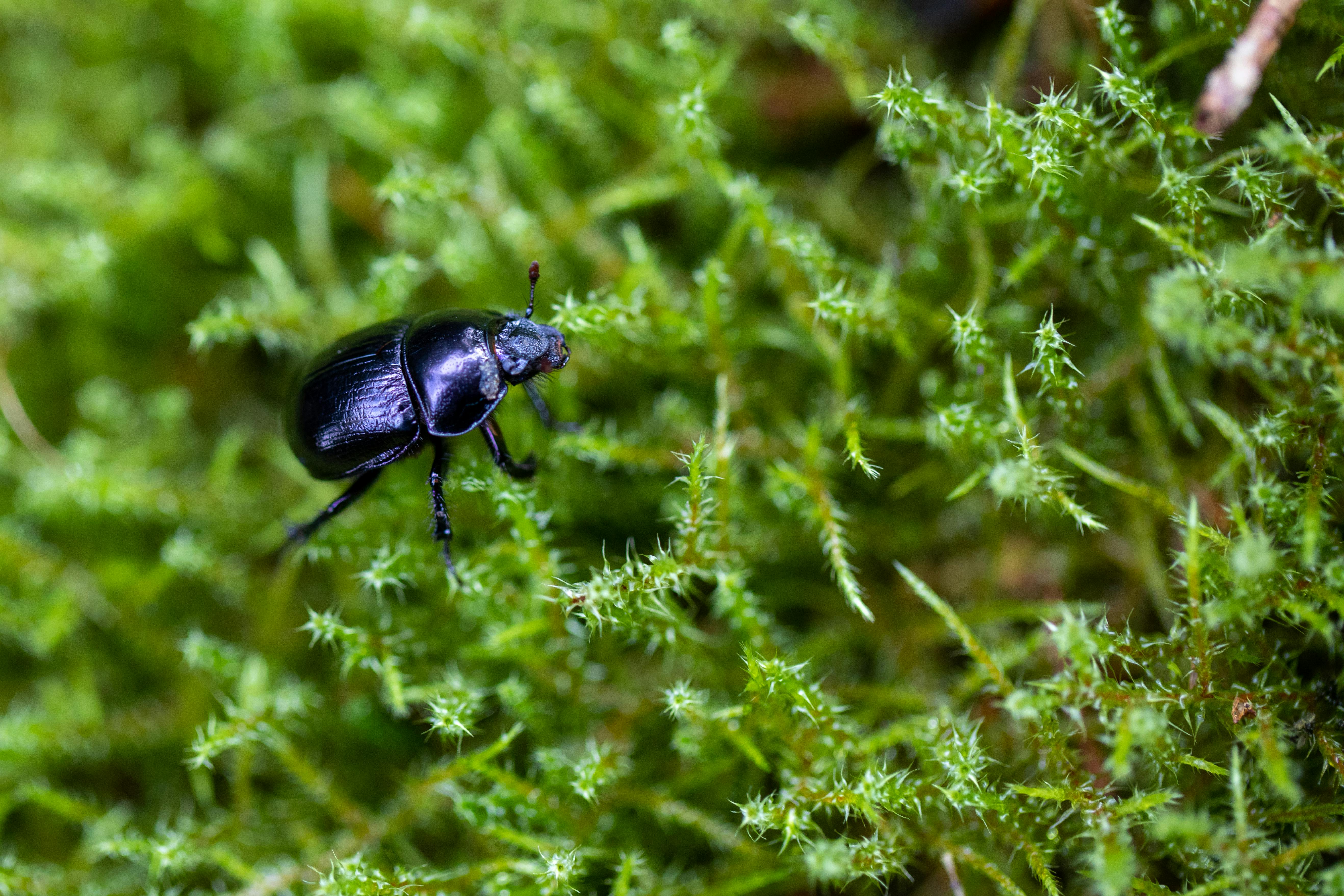 Photo of a Beetle on Moss · Free Stock Photo