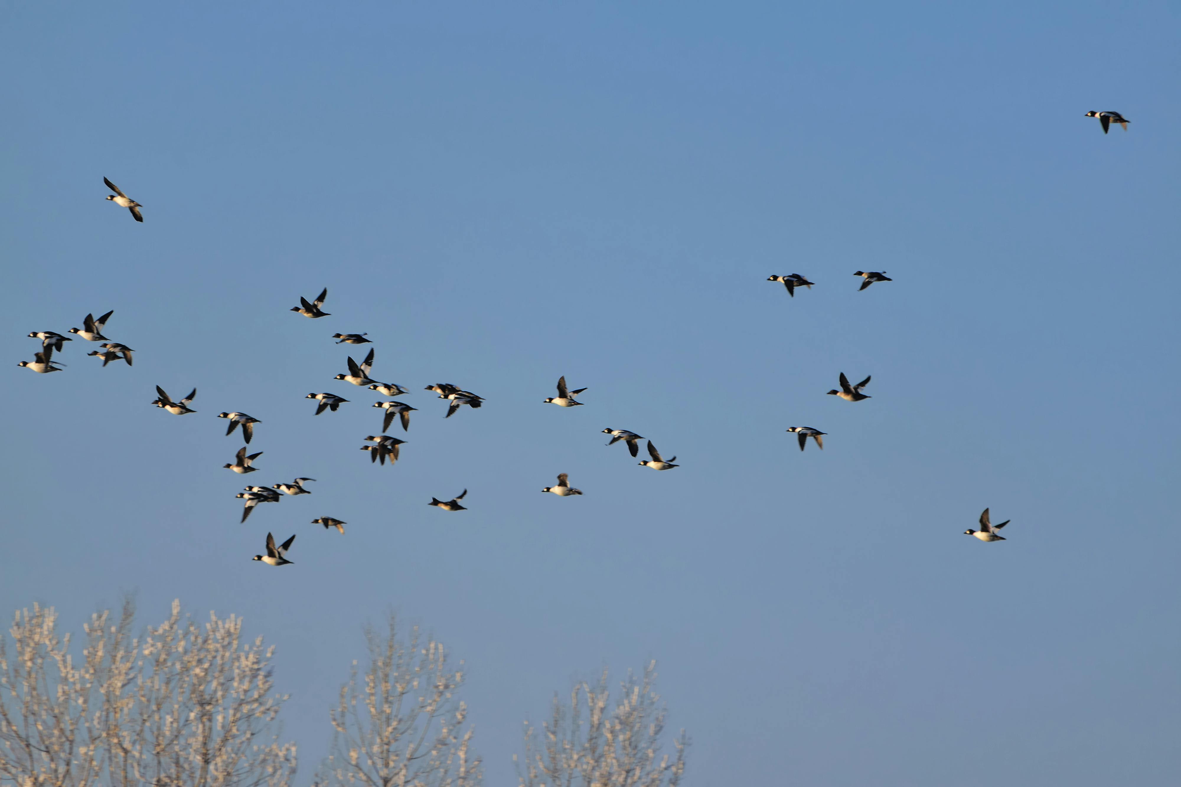 Flock of Birds in Flight · Free Stock Photo Flock of Birds in Flight · Free Stock Photo