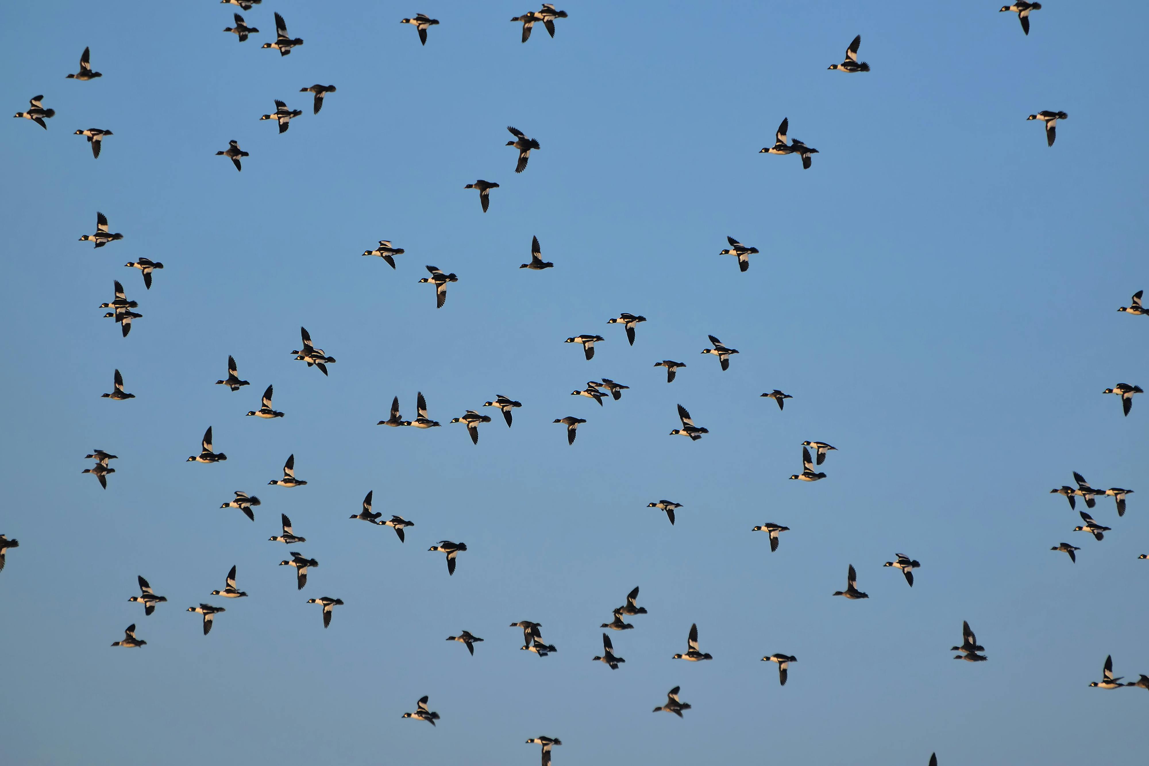 Ducks Flying Photos, Download The BEST Free Ducks Flying Stock Photos ...