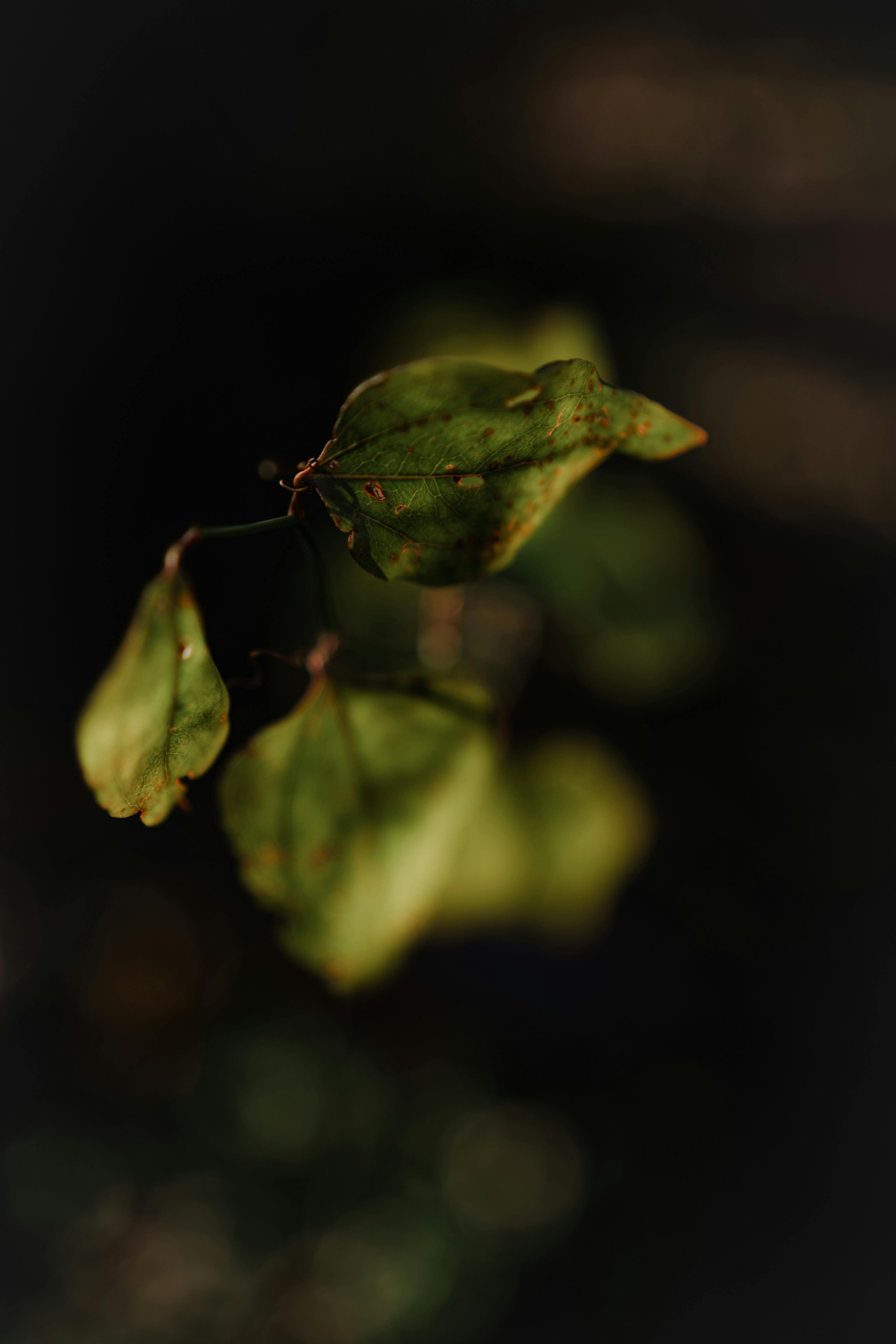 Backlit Plant Leaves · Free Stock Photo