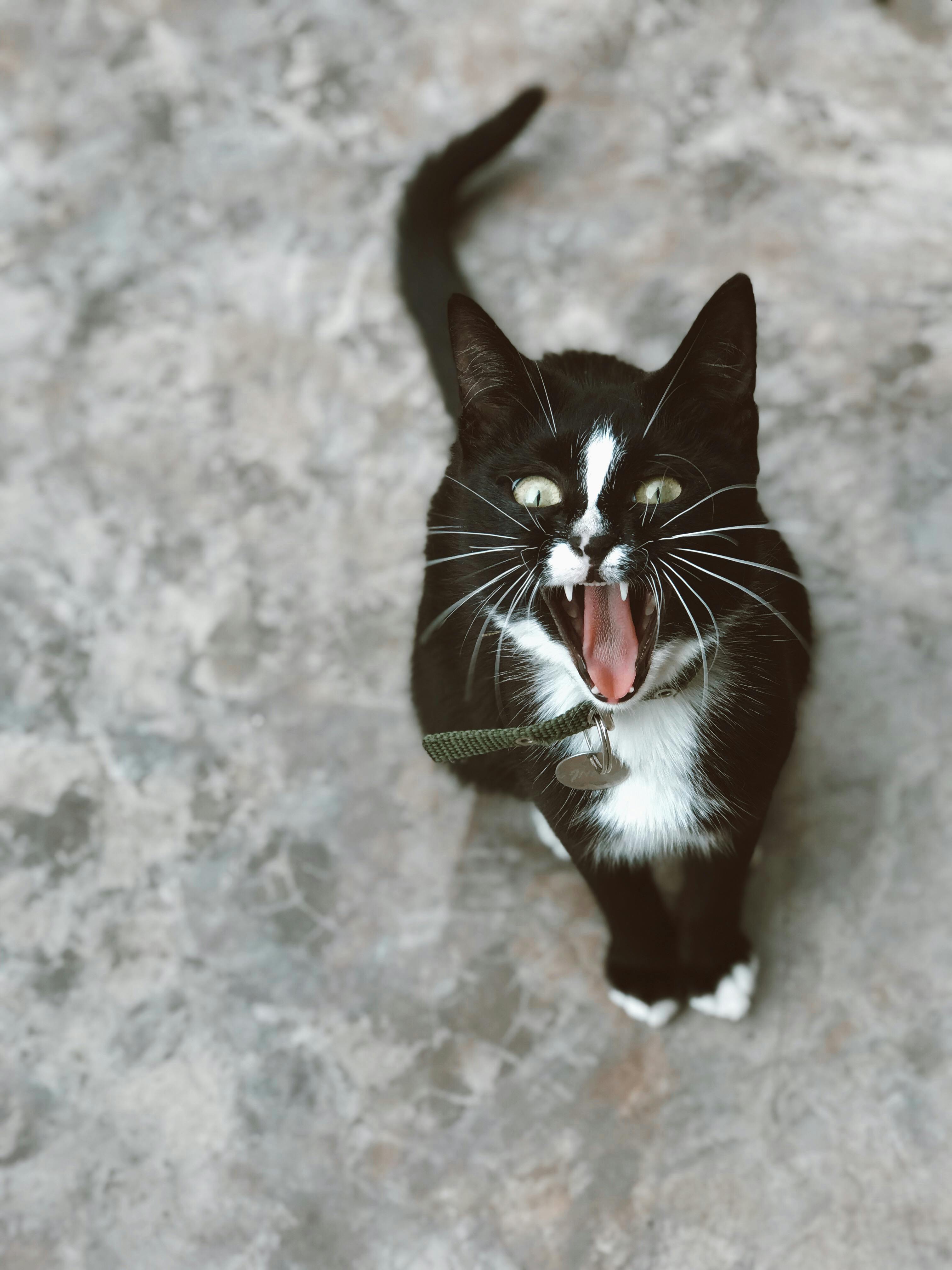 Cat Blink Photos, Download Free Cat Blink Stock Photos & HD Images