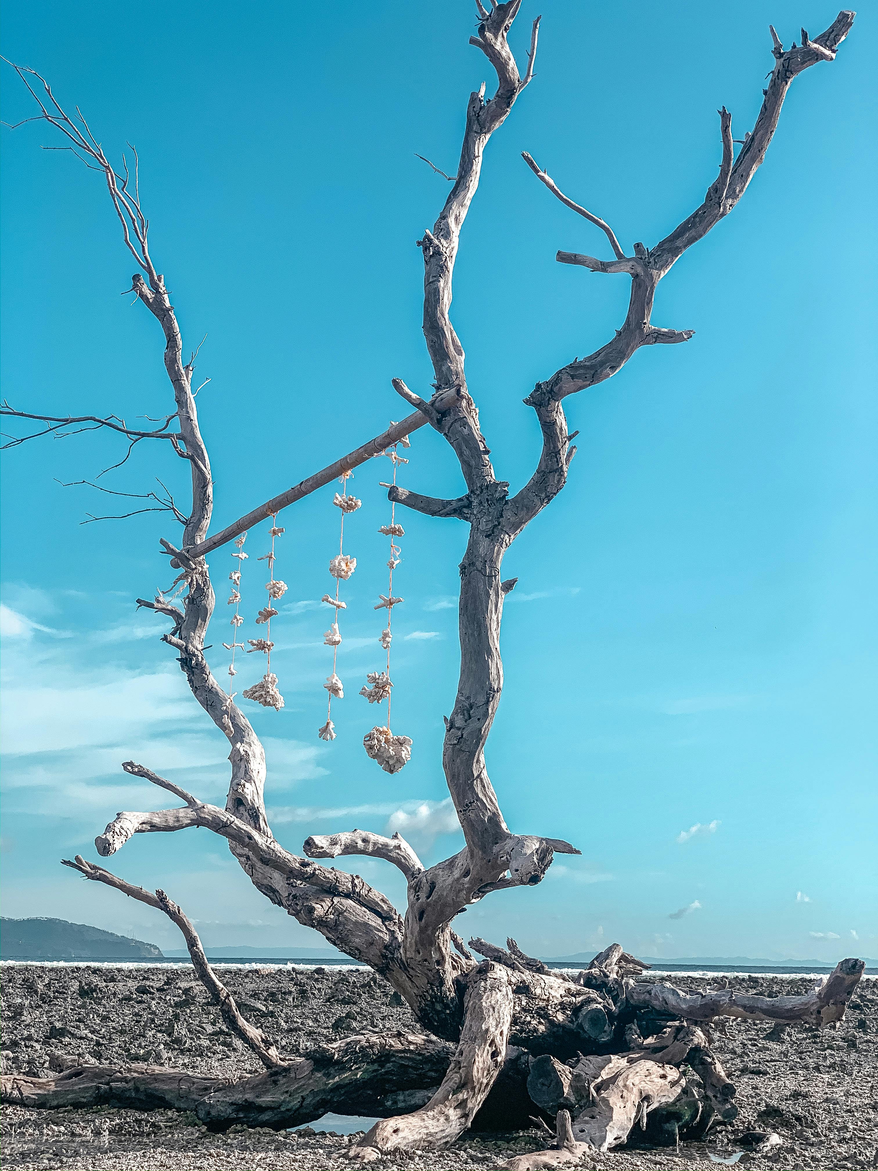 Beach Tree Photos, Download The BEST Free Beach Tree Stock Photos & HD ...