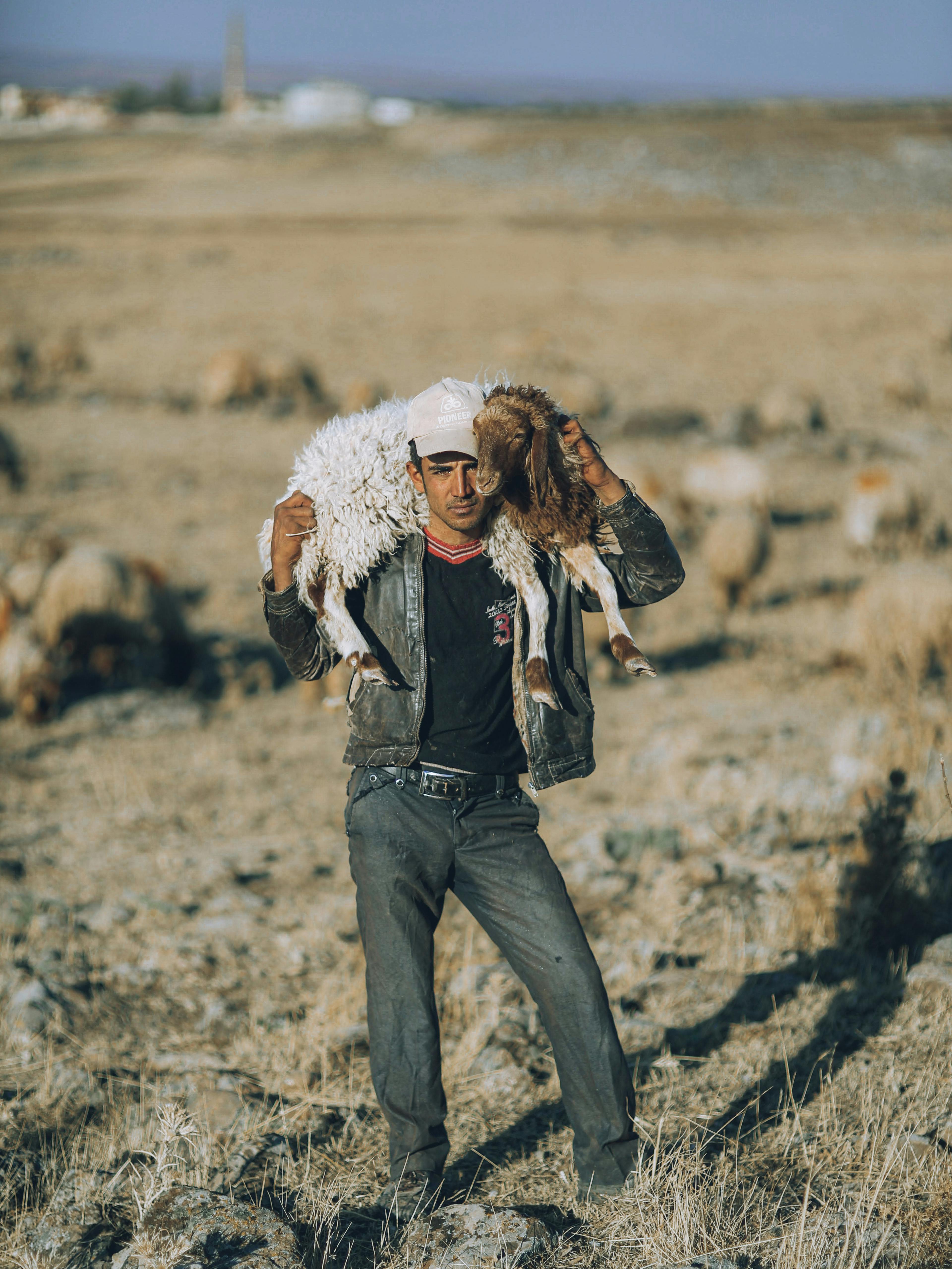 Sheep Carrying Photos, Download The BEST Free Sheep Carrying Stock ...