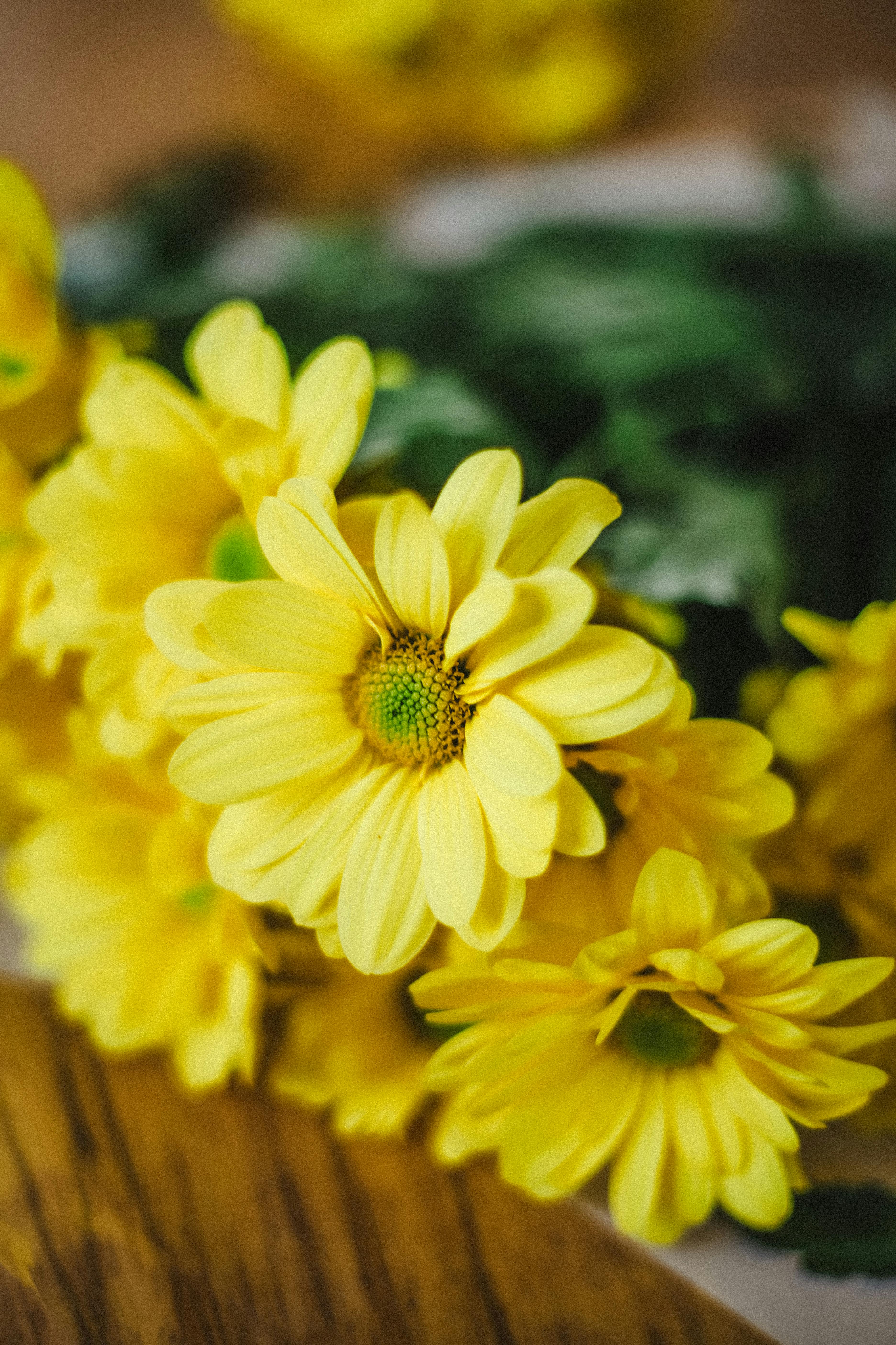 Yellow Daisies Laid on Yellow Surface · Free Stock Photo