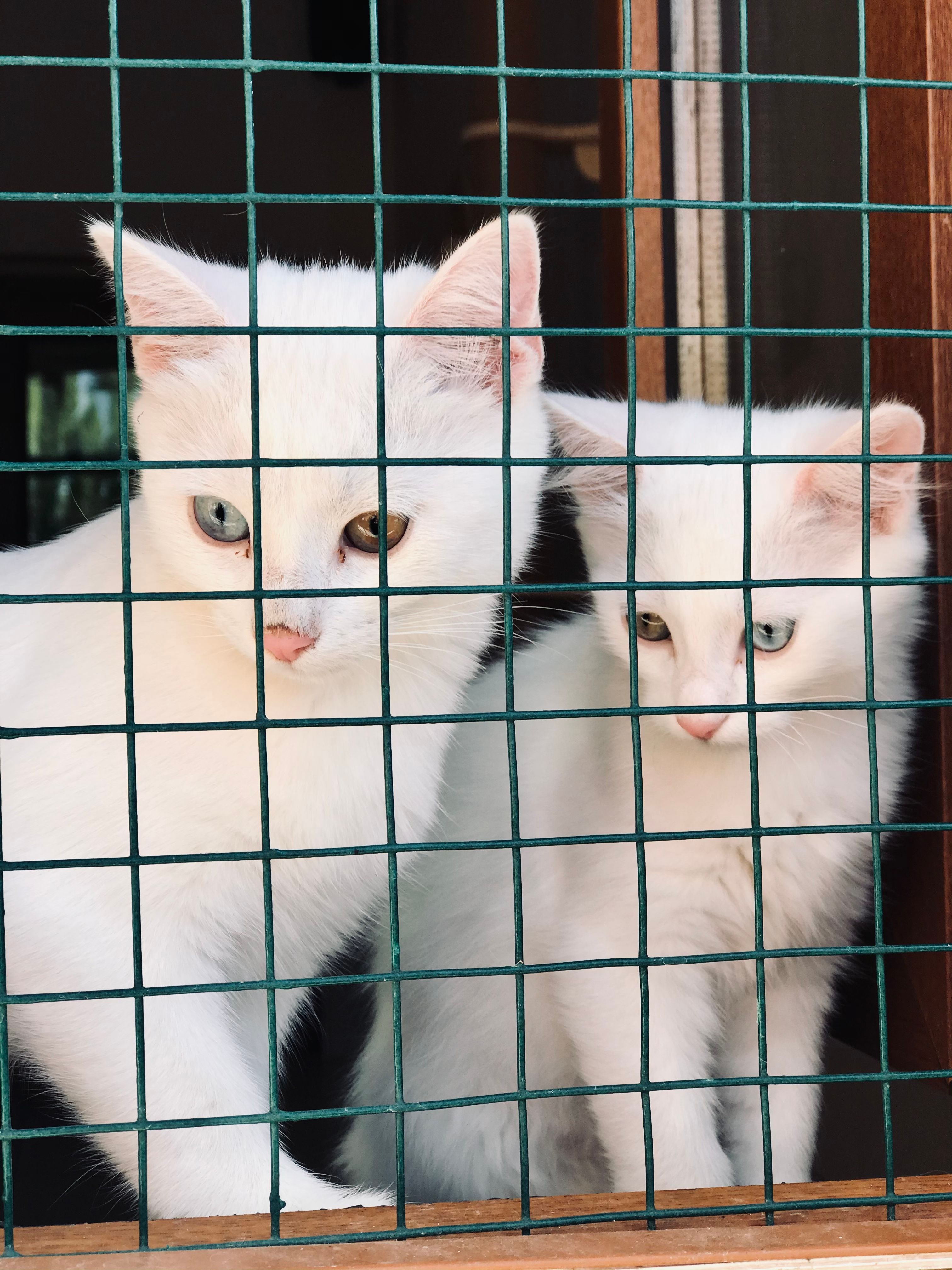 White Cats in Cage · Free Stock Photo