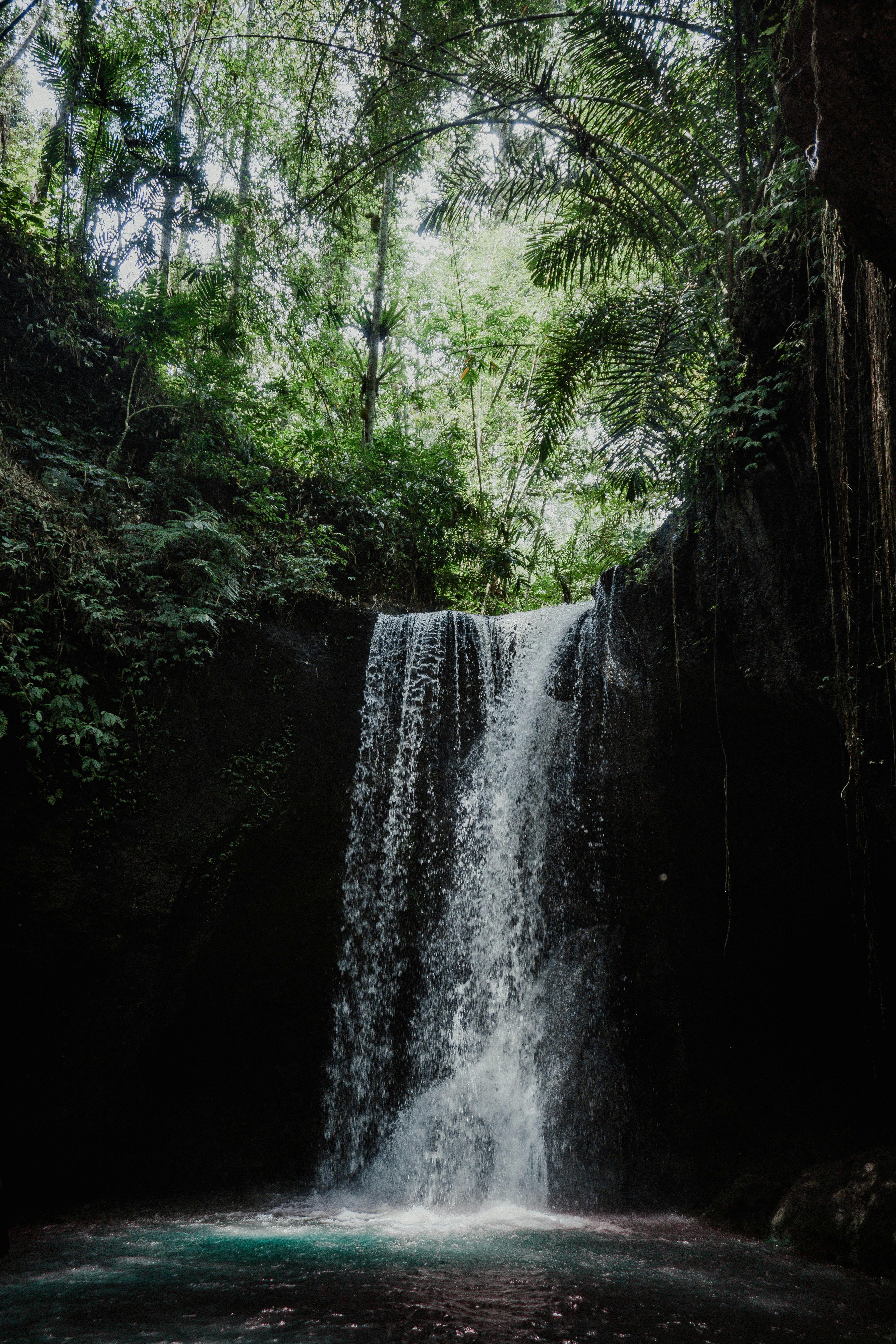 Green Trees Beside the Waterfall · Free Stock Photo