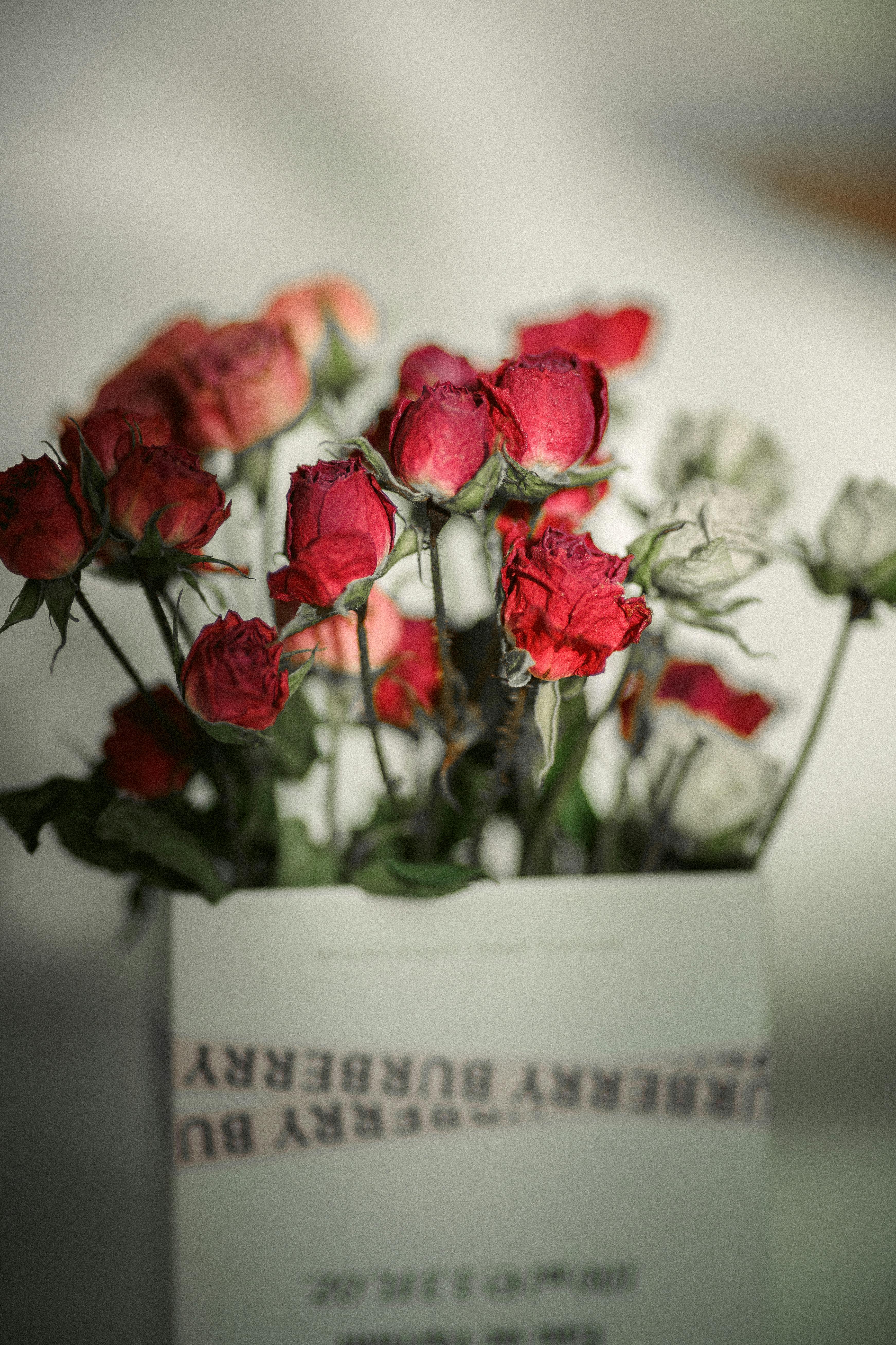 Assorted Color of Rose Flowers · Free Stock Photo