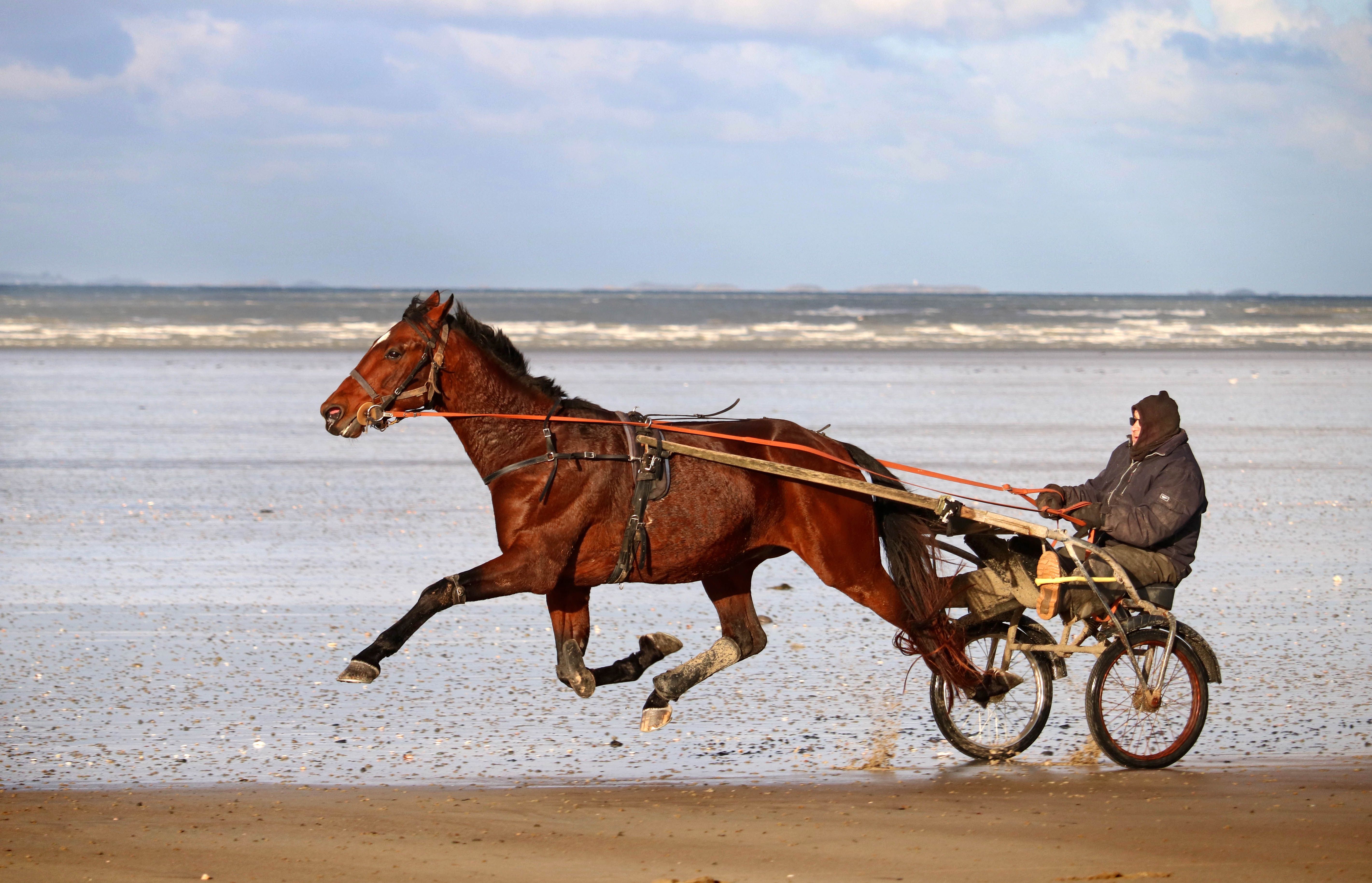 Man Riding Horse Chariot on Beach · Free Stock Photo