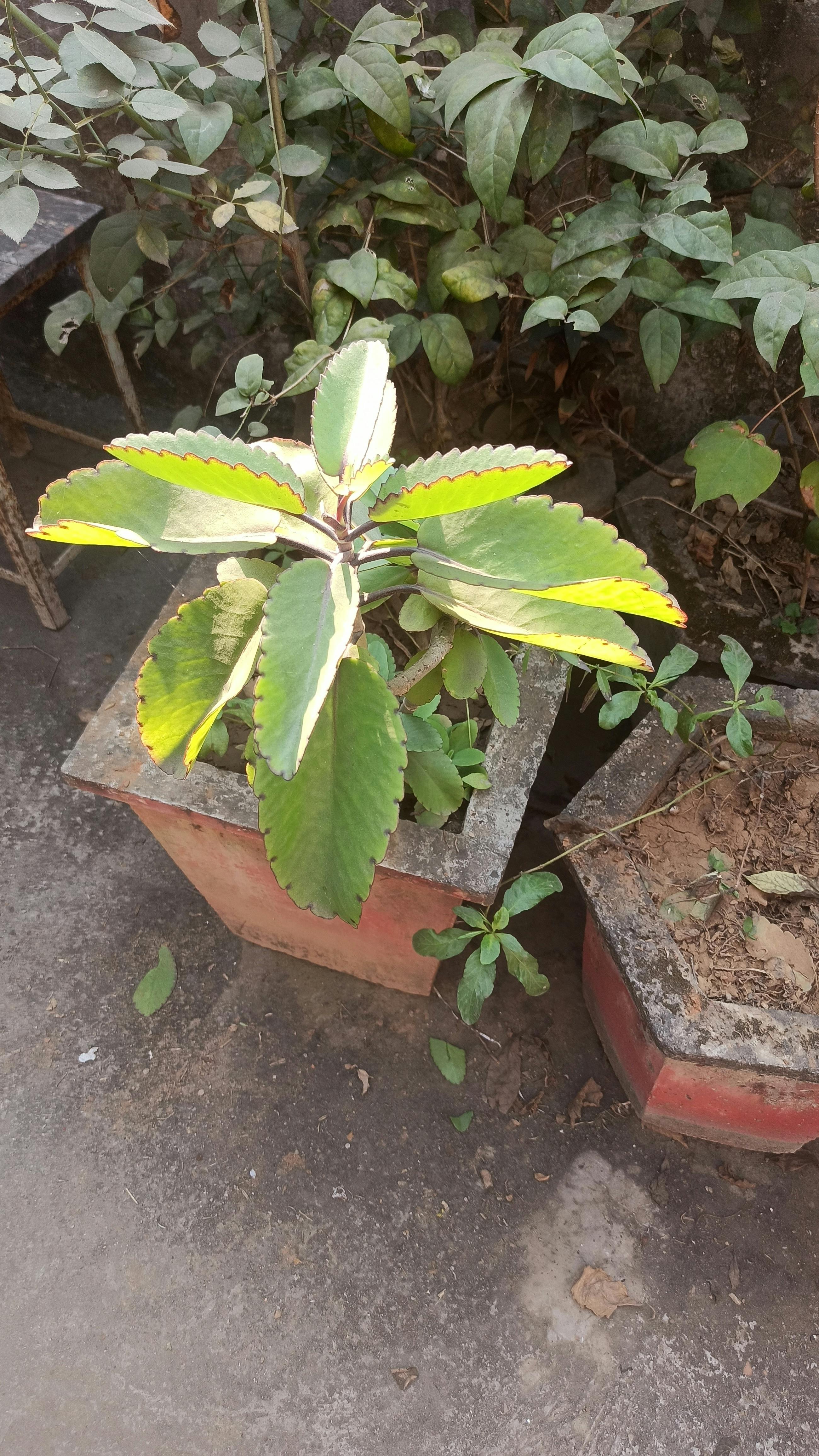 Neeraj Patel - Fotografía