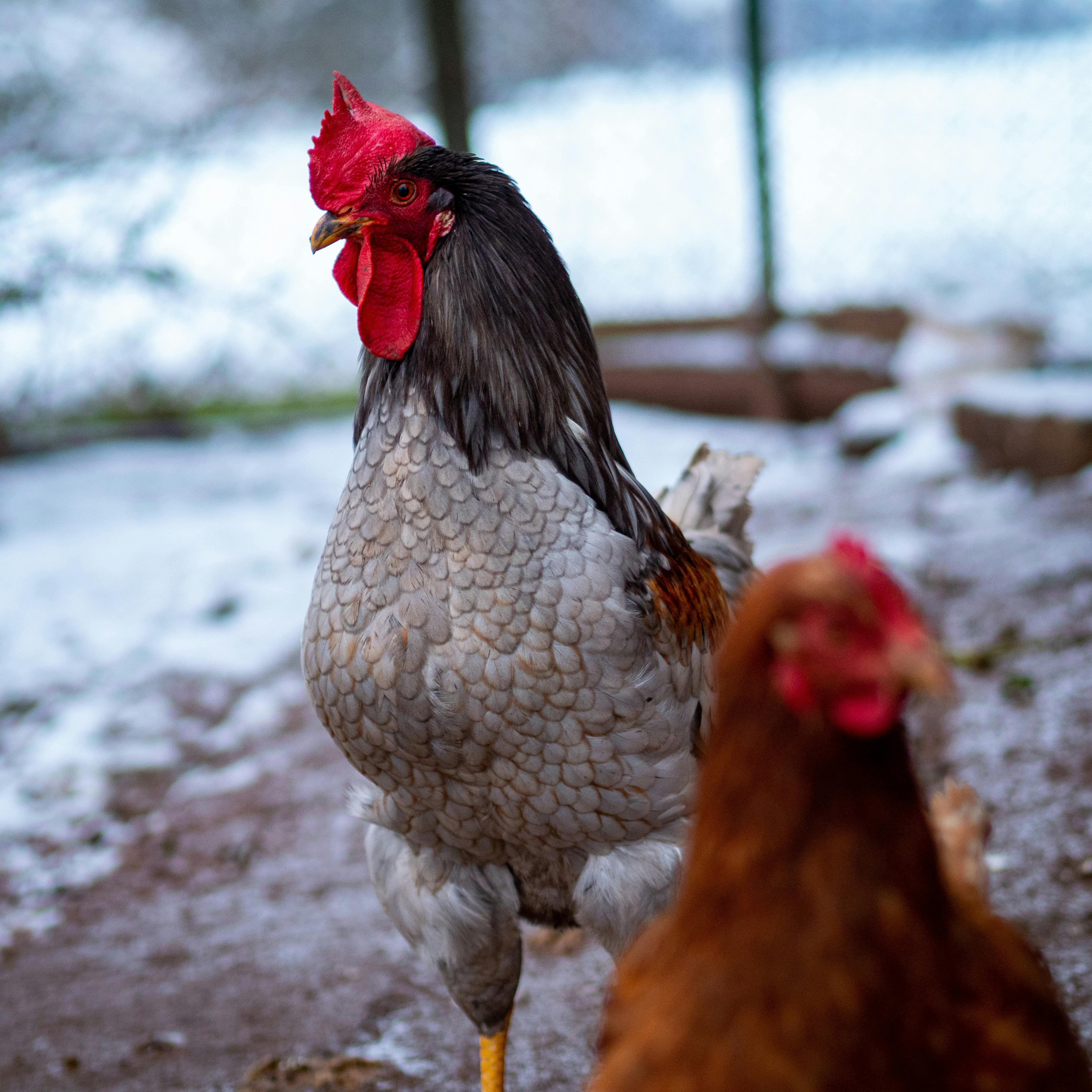 Photo of a Chicken · Free Stock Photo