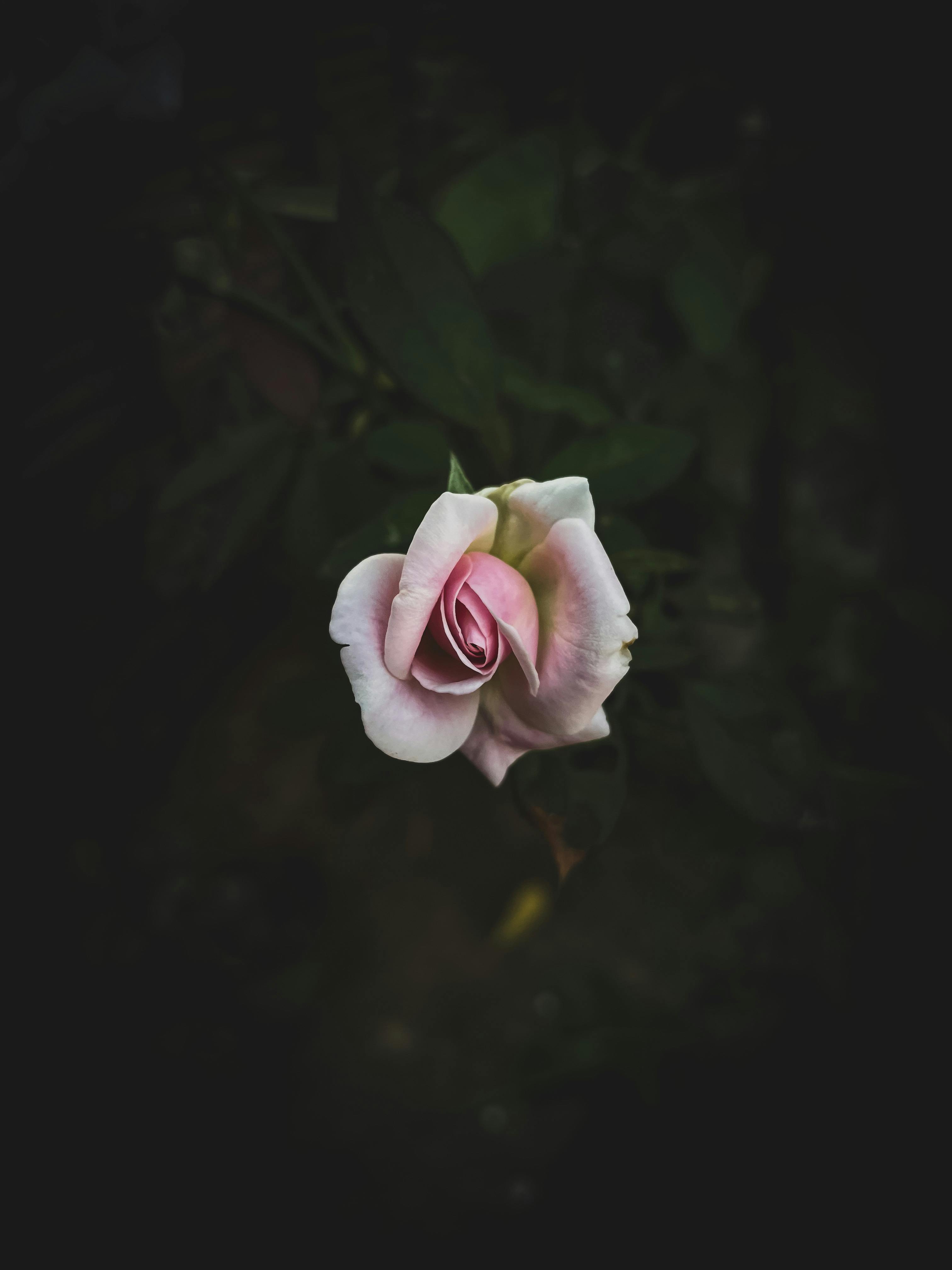 A Pink Rose in Bloom · Free Stock Photo