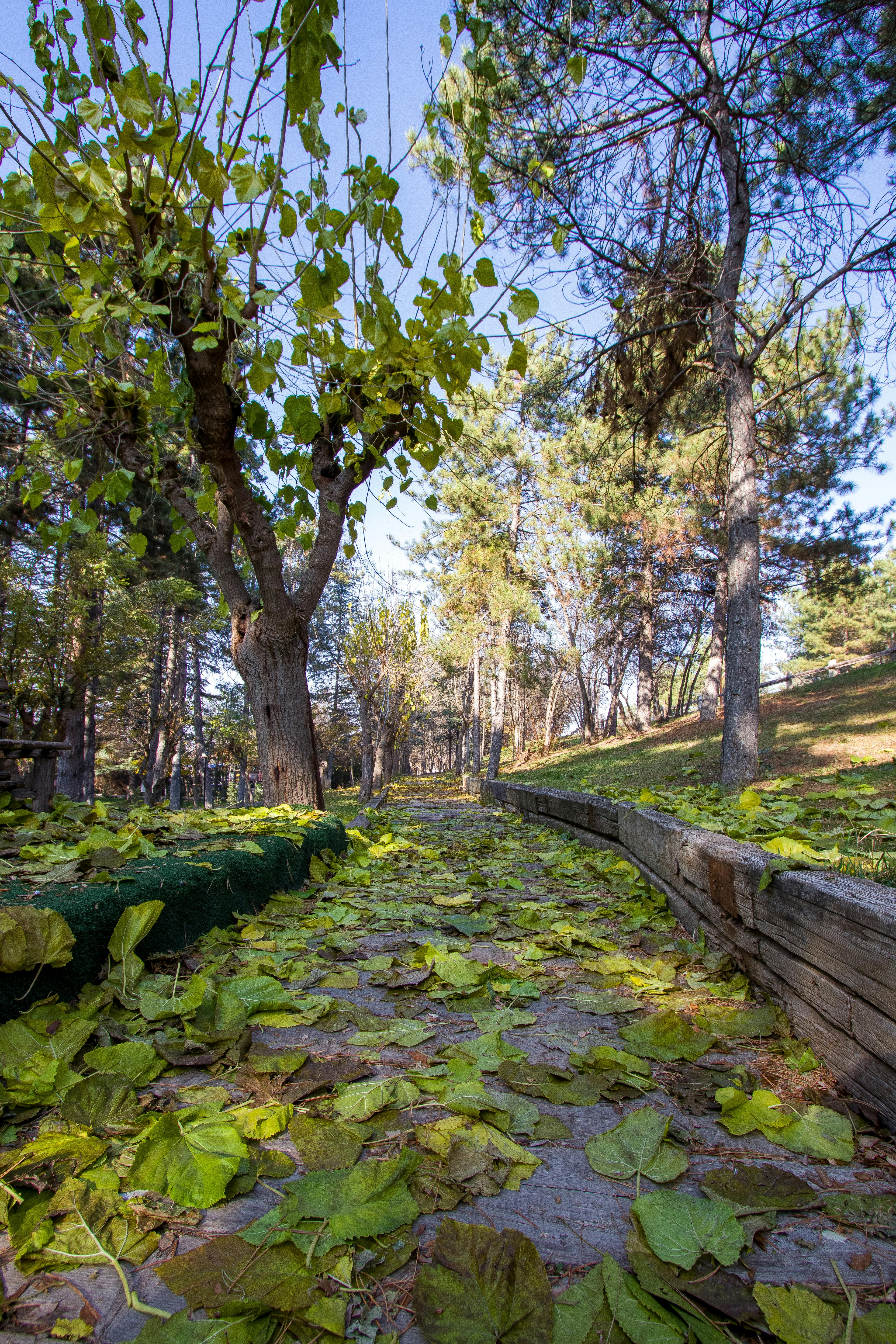 Paved Pathway With Pennant Banners · Free Stock Photo