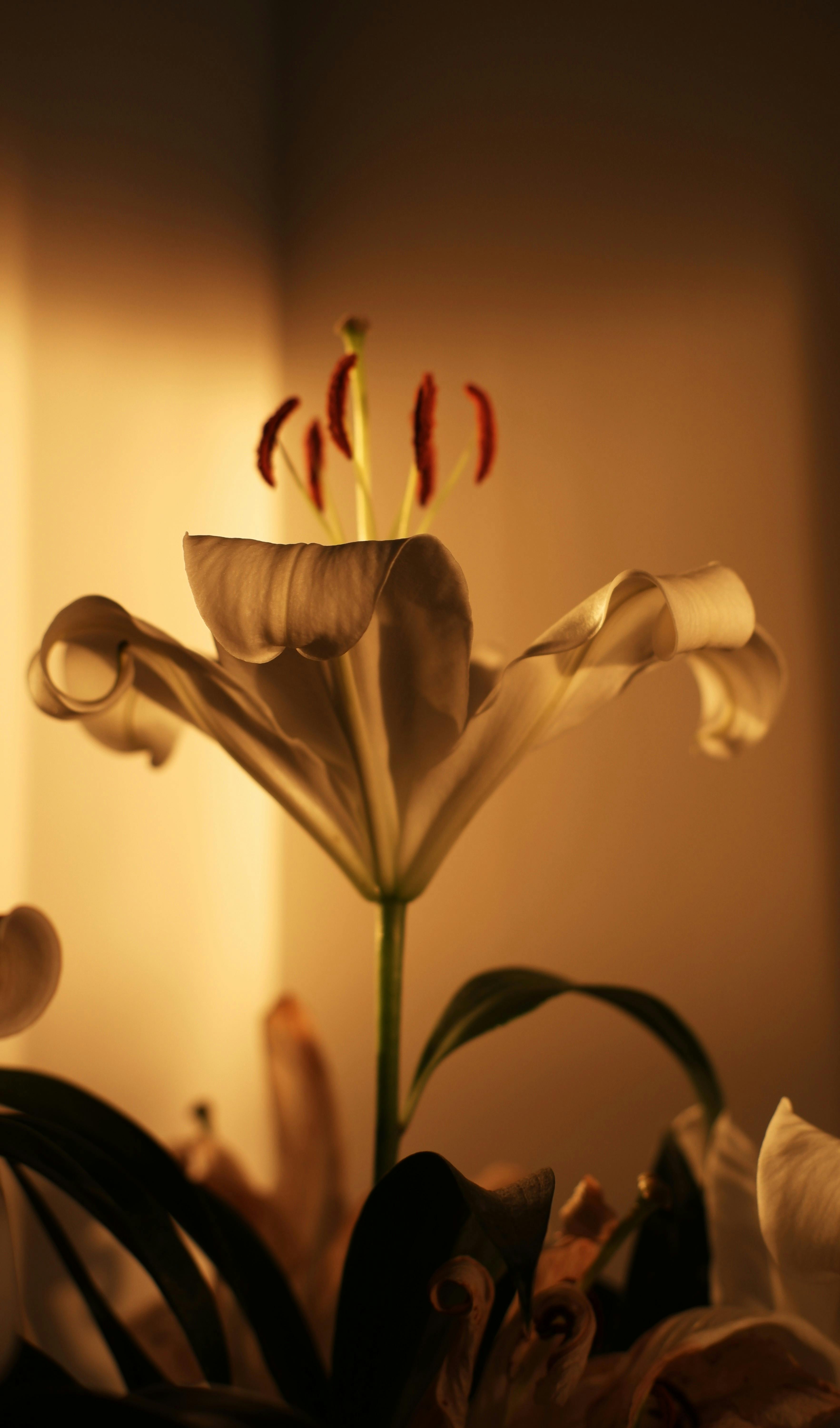 Minecraft Flower Photos, Download The BEST Free Minecraft Flower Stock ...