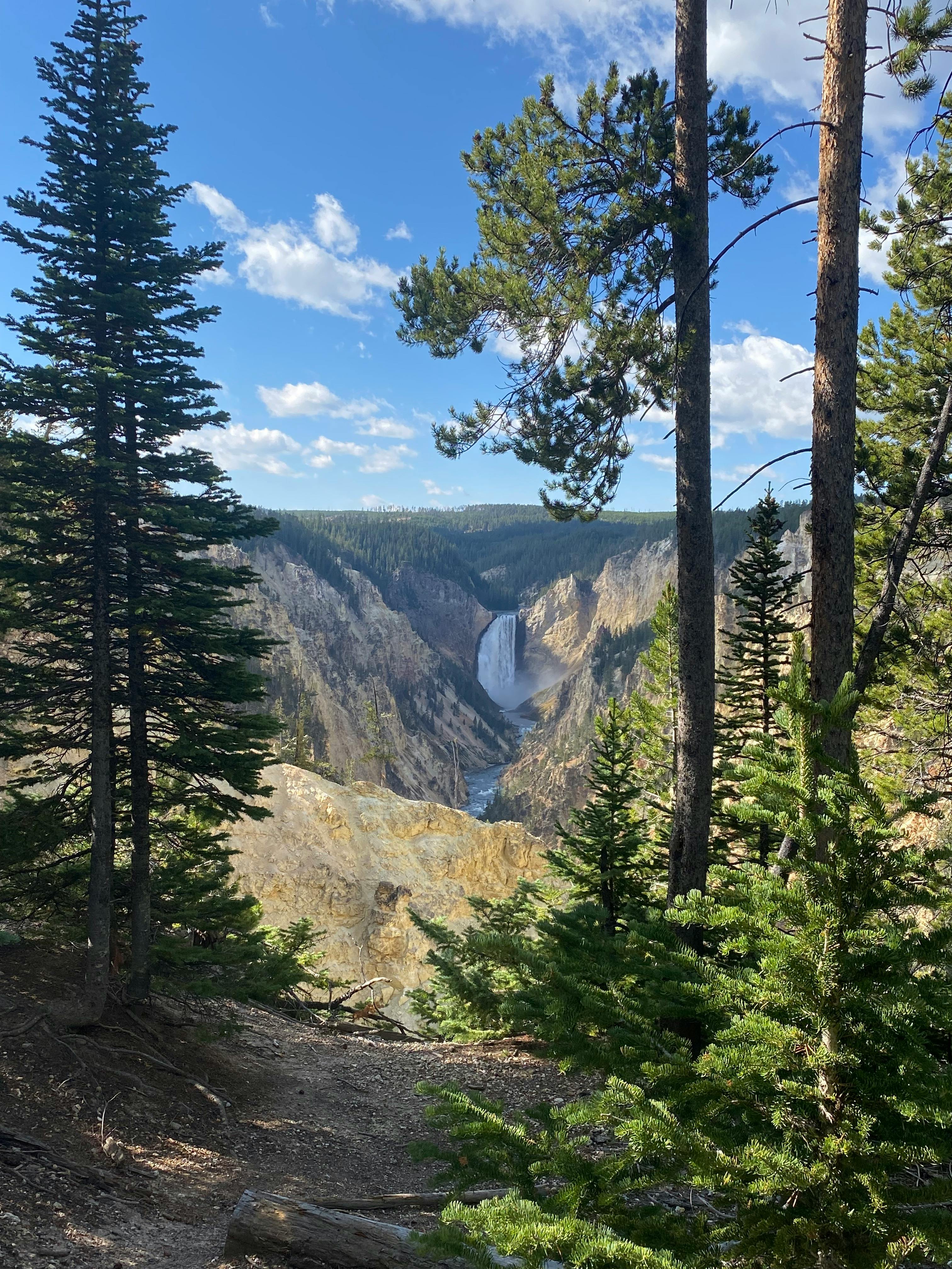 Trees and Valley behind · Free Stock Photo