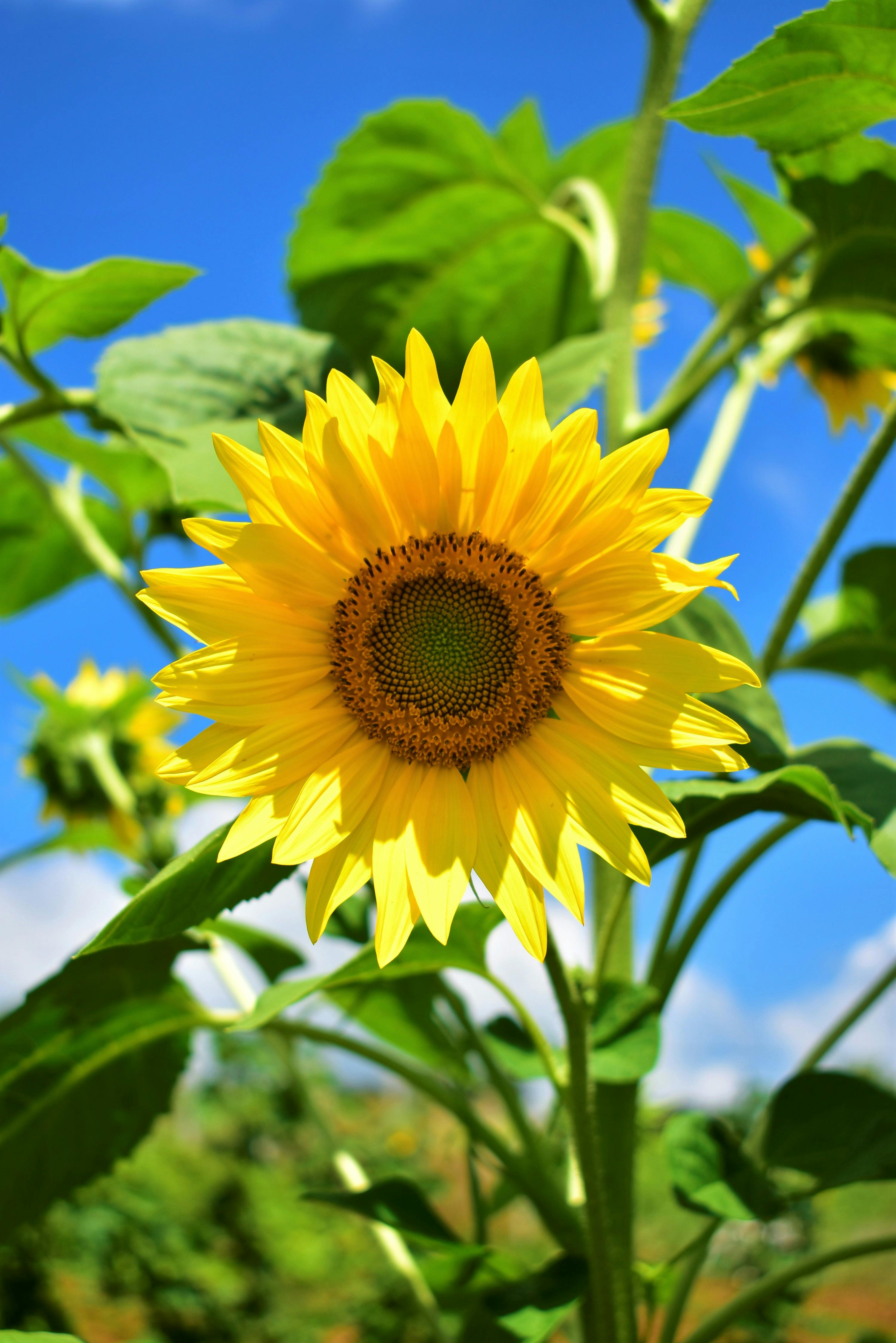 Sunflower in Close Up Shot · Free Stock Photo