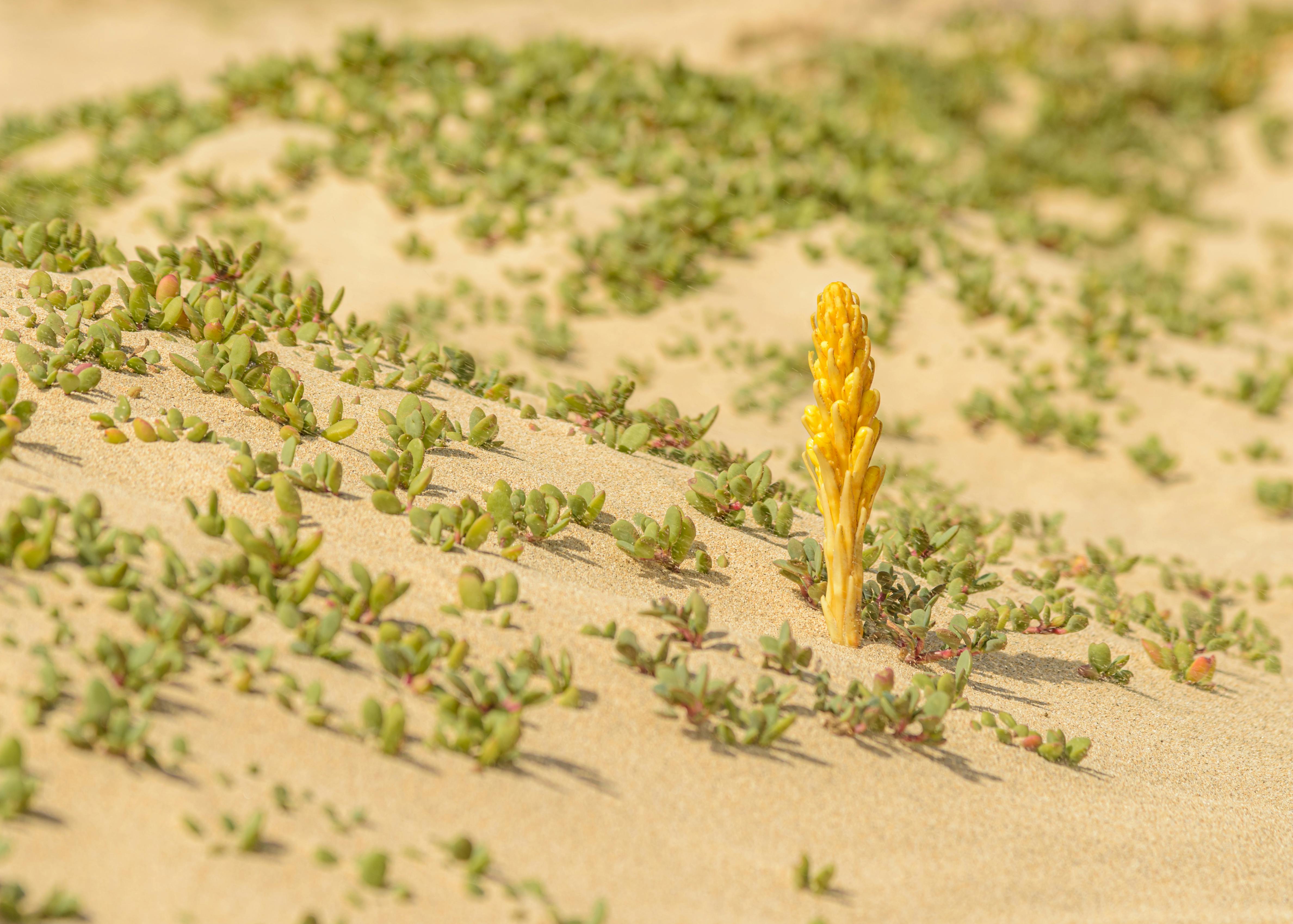 Plant Growing on Sand · Free Stock Photo