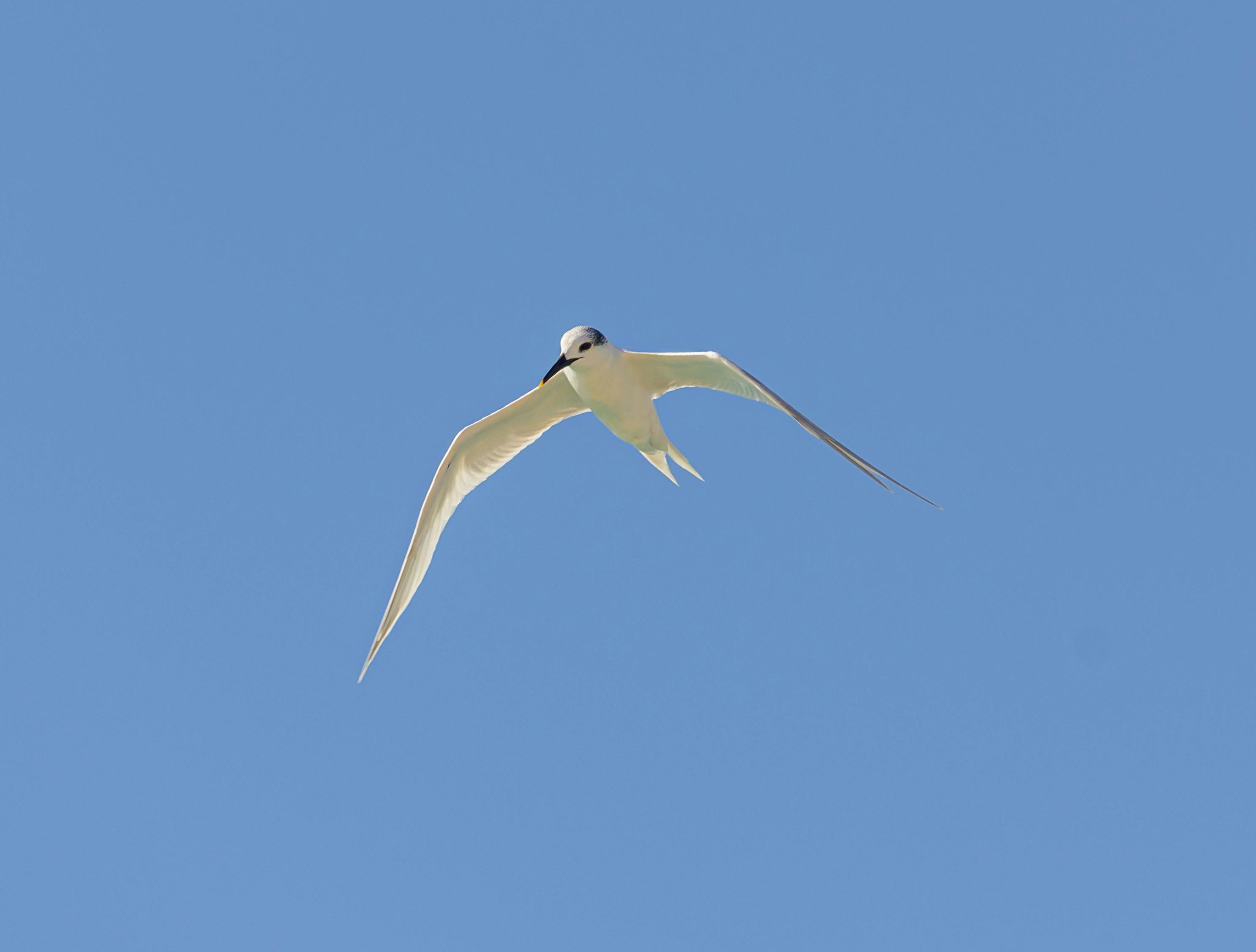 A White Bird Flying under Blue Sky · Free Stock Photo