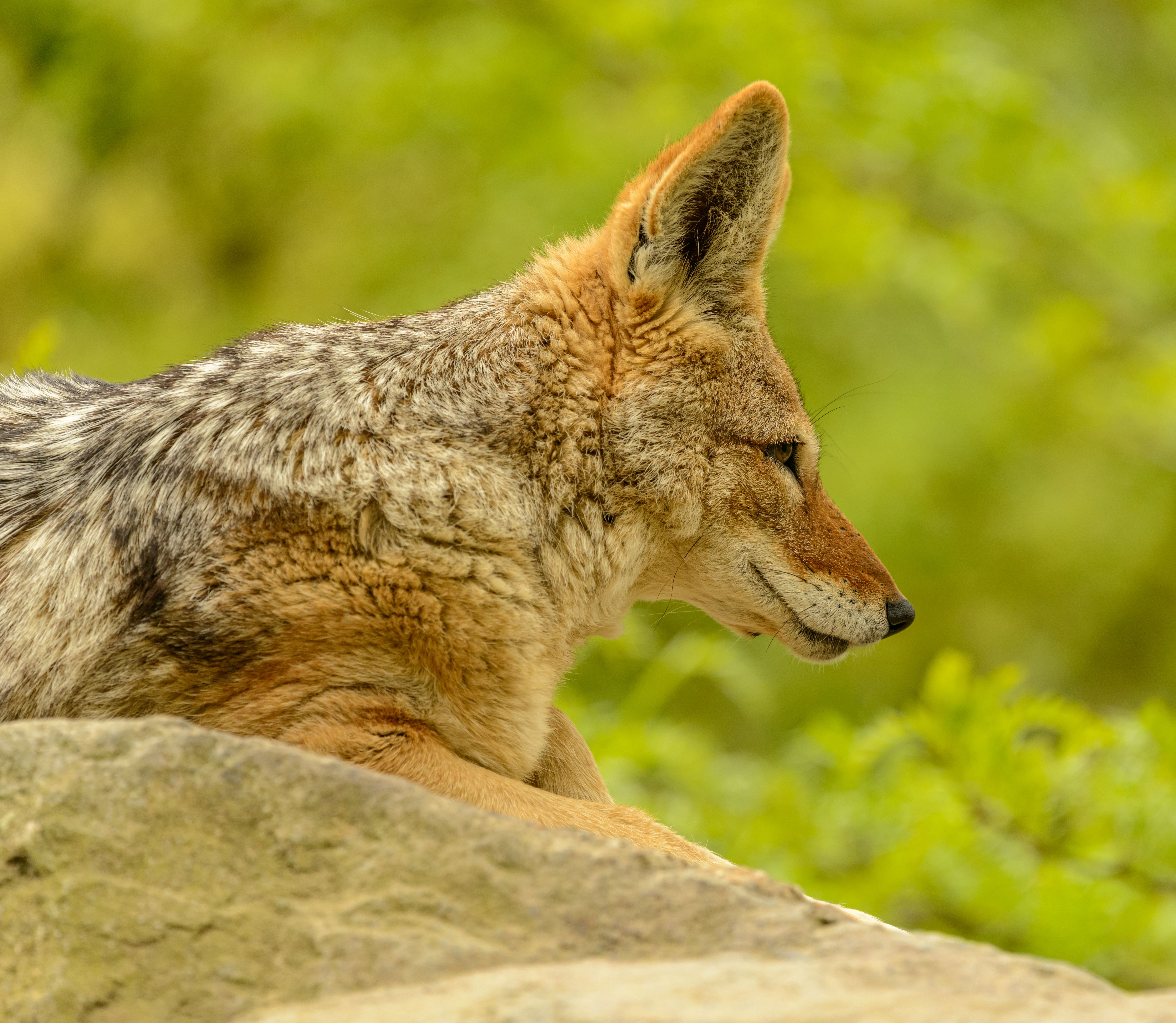 Close-Up Shot of a Brown Jackal · Free Stock Photo