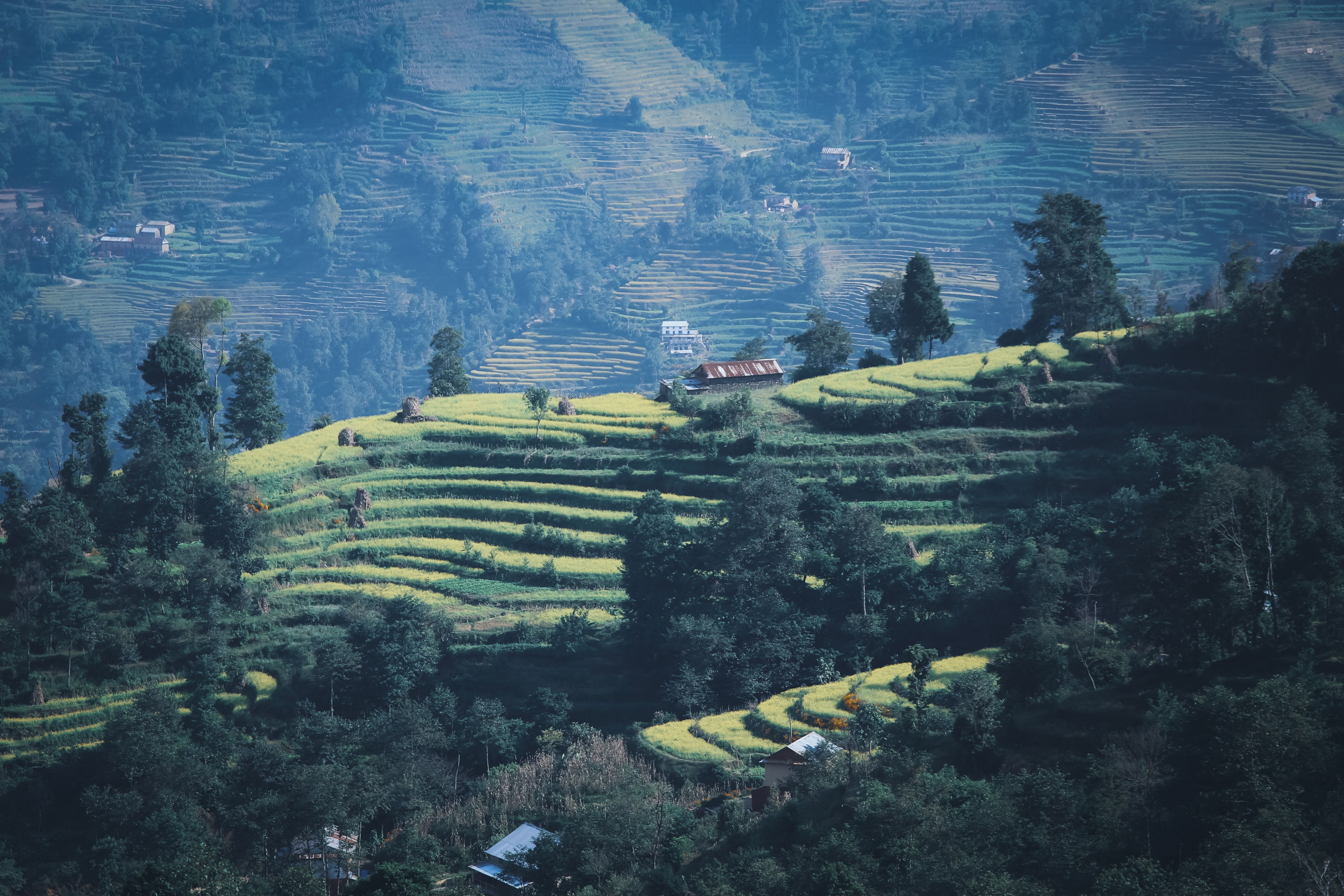 Rice Terraces with Green Trees · Free Stock Photo