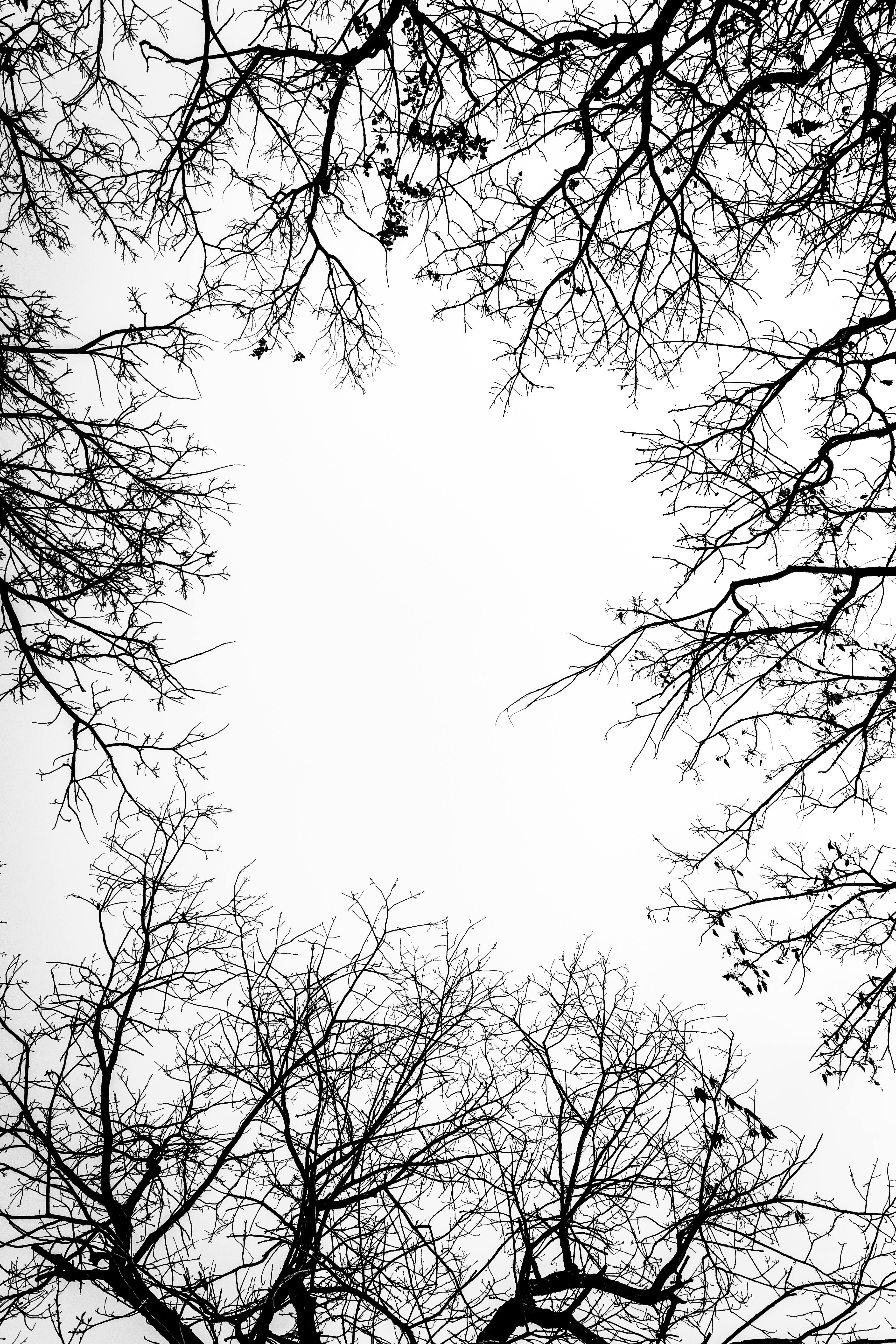 Low Angle Shot of the Tree Branches · Free Stock Photo