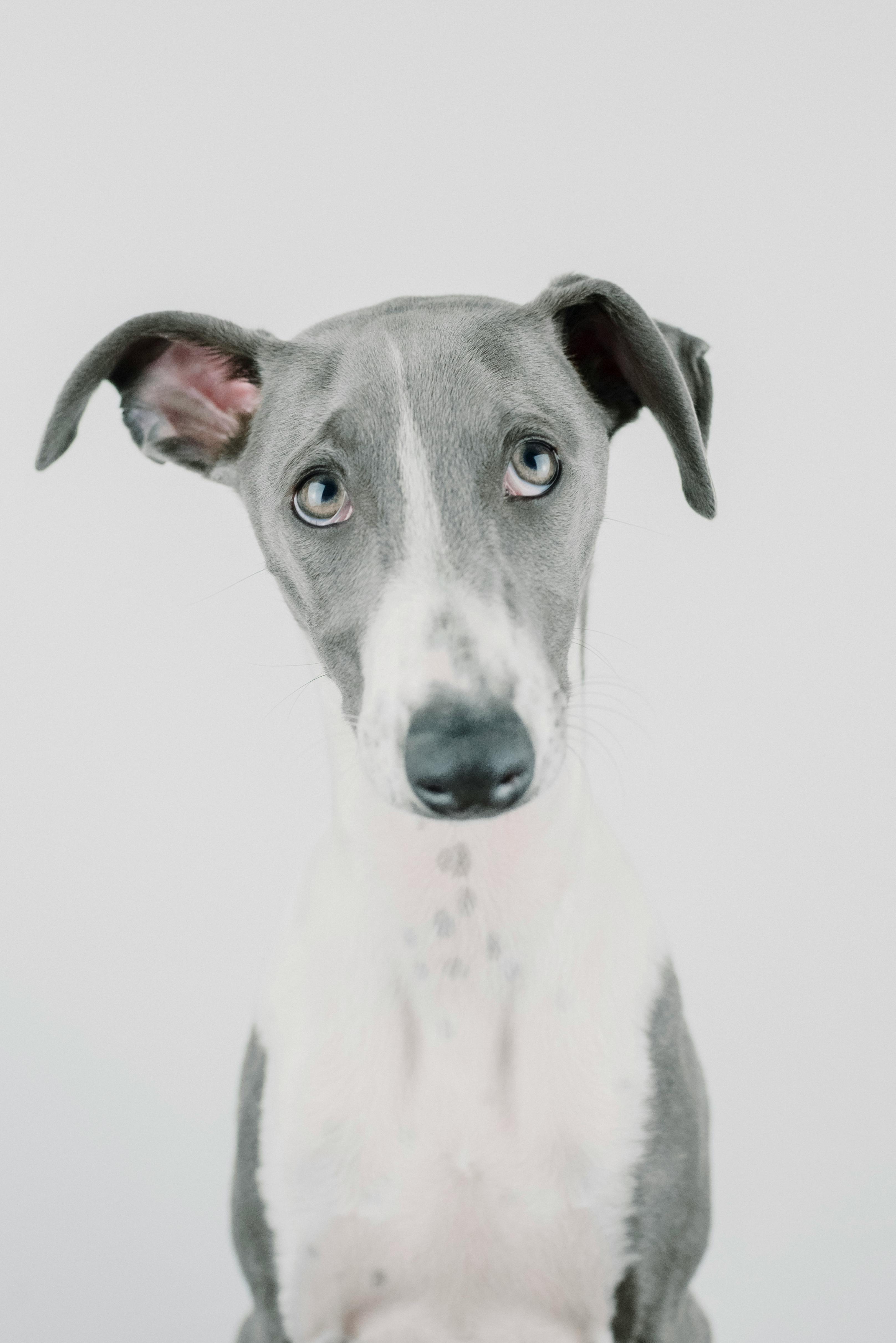 Studio Portrait of a Greyhound Looking Up · Free Stock Photo