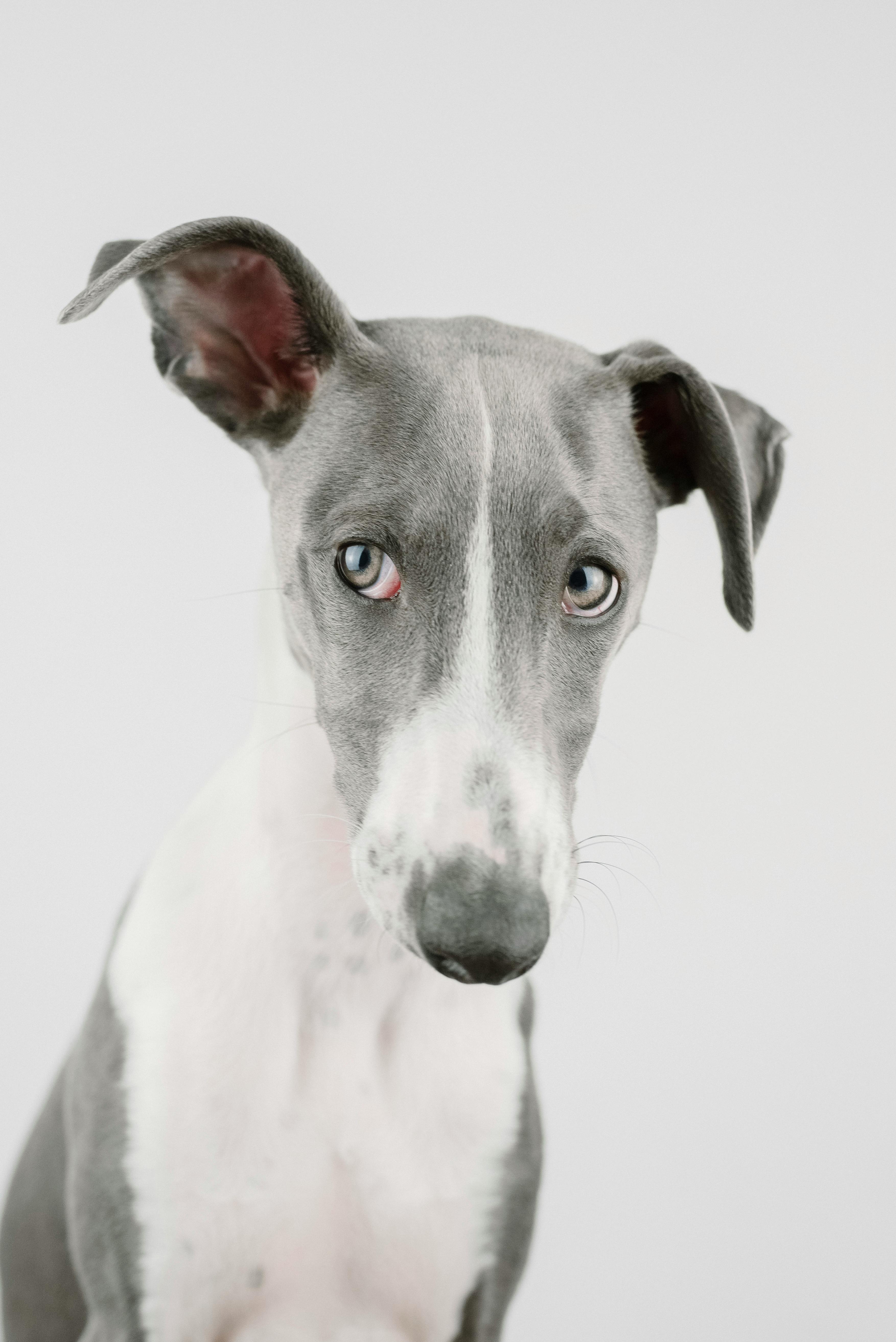 Studio Portrait of a Greyhound with One Ear up · Free Stock Photo