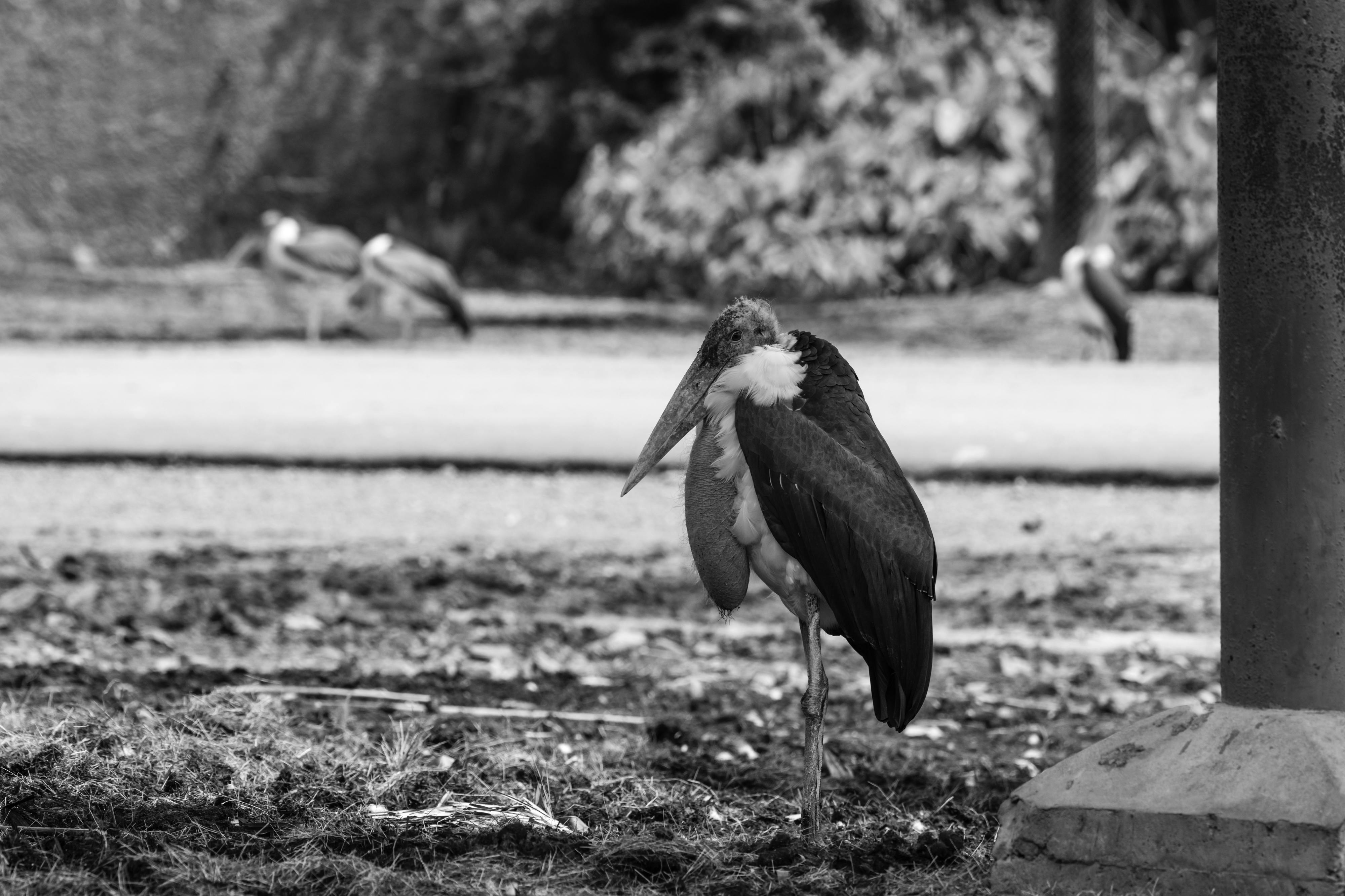 Marabou Bird Photos, Download The BEST Free Marabou Bird Stock Photos ...