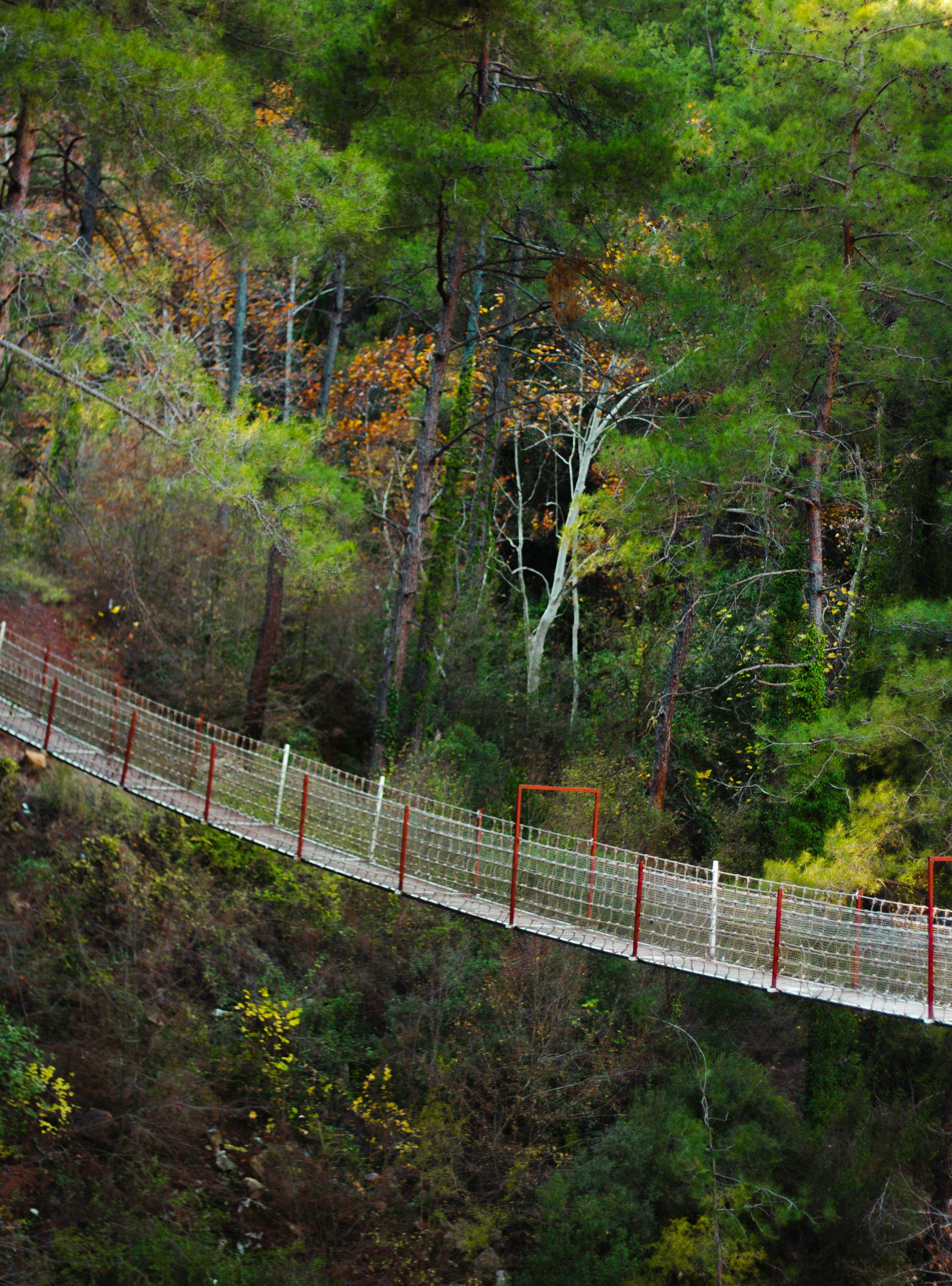 A Hanging Bridge over a Forest · Free Stock Photo