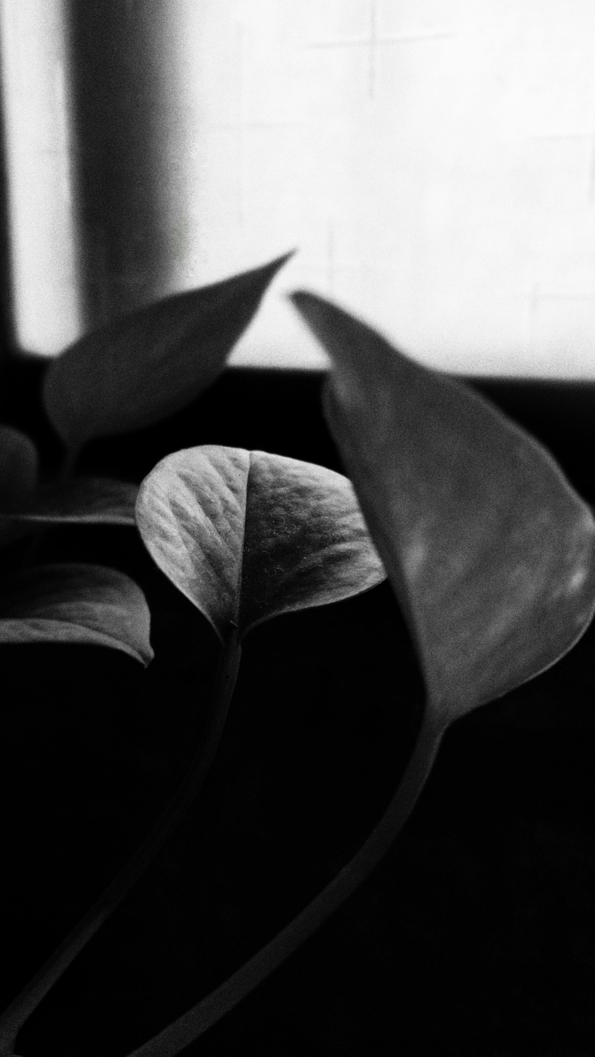 A Grayscale Photo of a Plant · Free Stock Photo