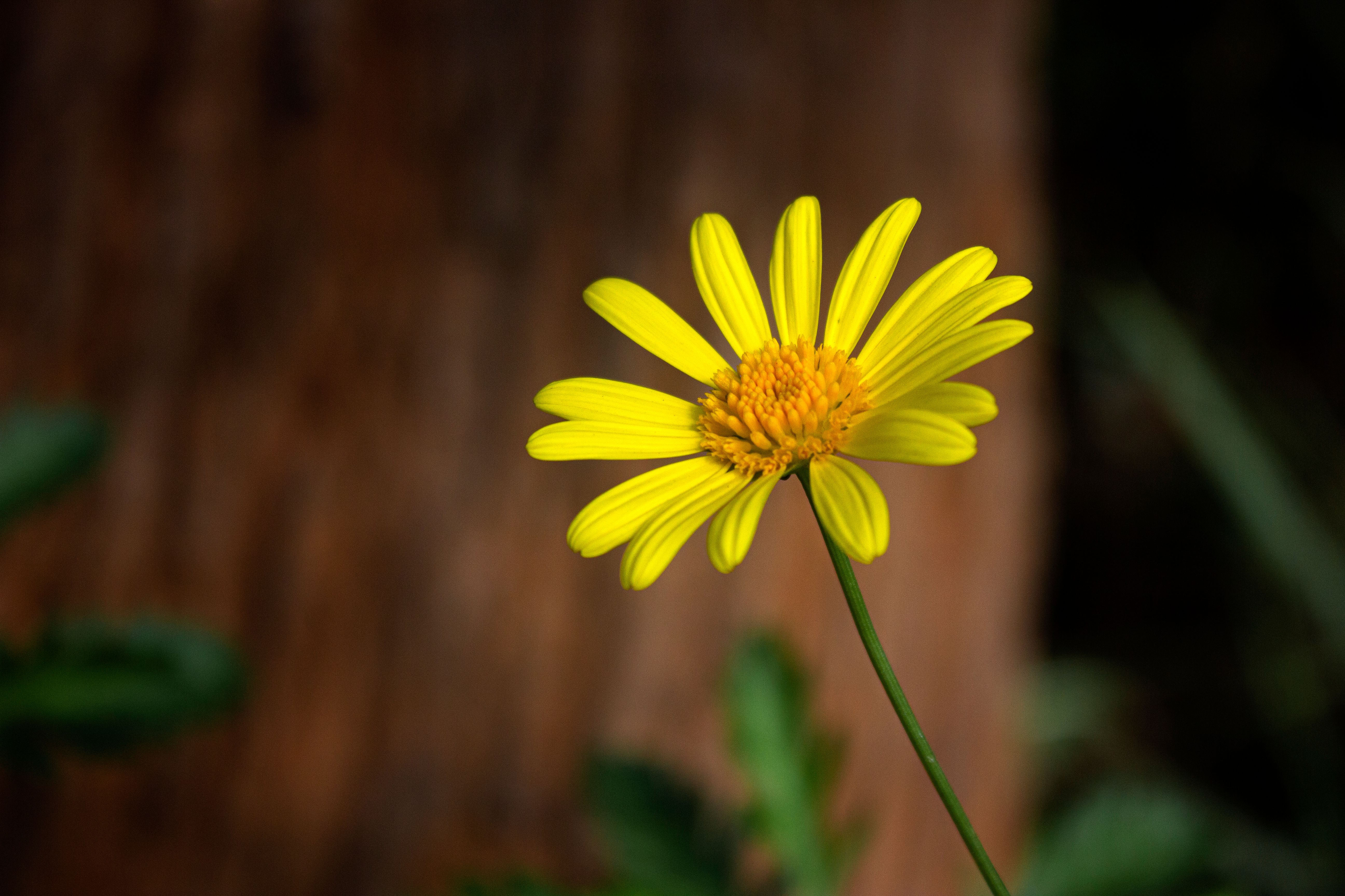Close-Up Photo of a Yellow Euryops Flower Blooming in a Garden · Free ...