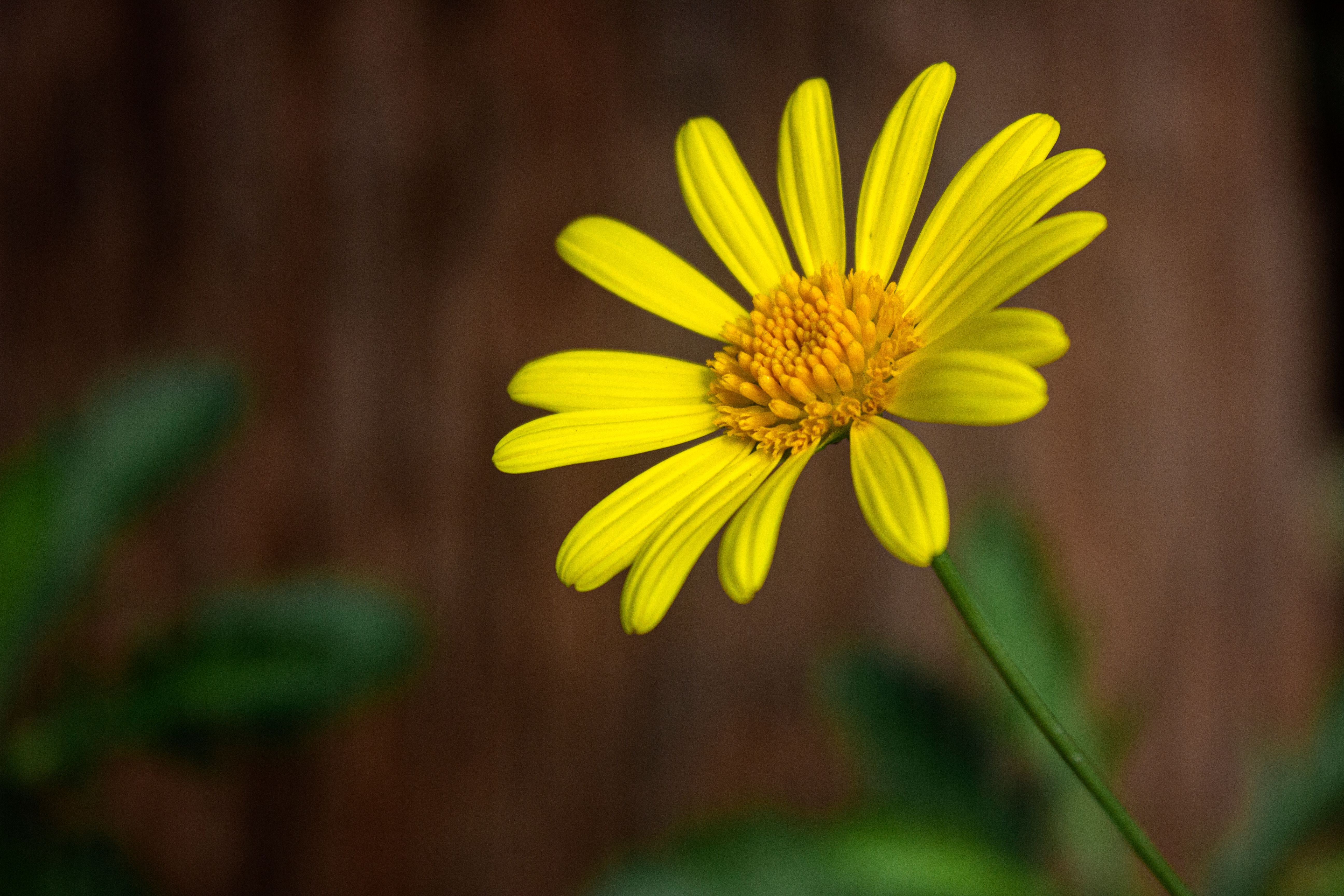 Close-Up Photo of a Yellow Euryops Flower Blooming in a Garden · Free ...