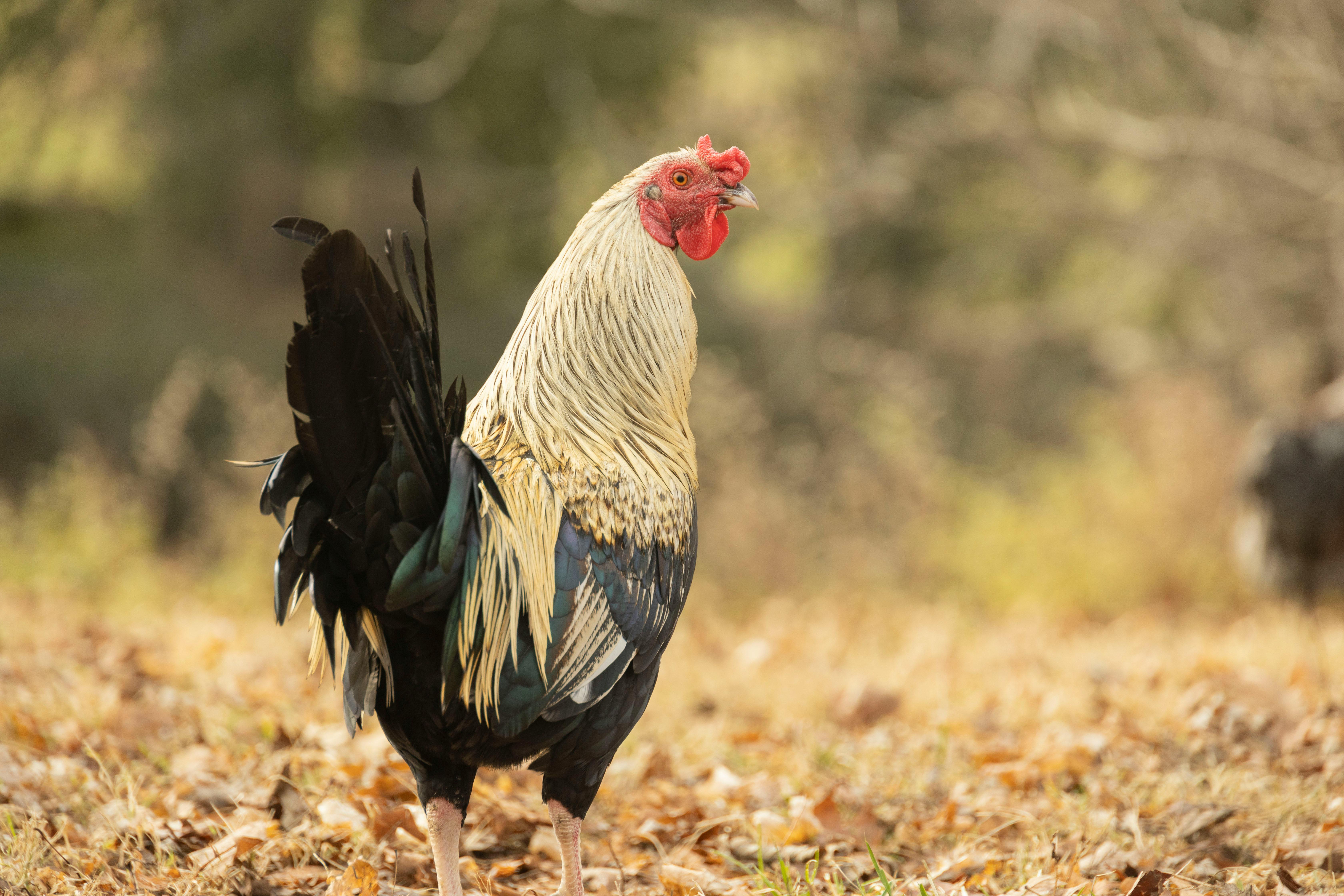 Close-Up Shot of a Rooster on the Ground · Free Stock Photo