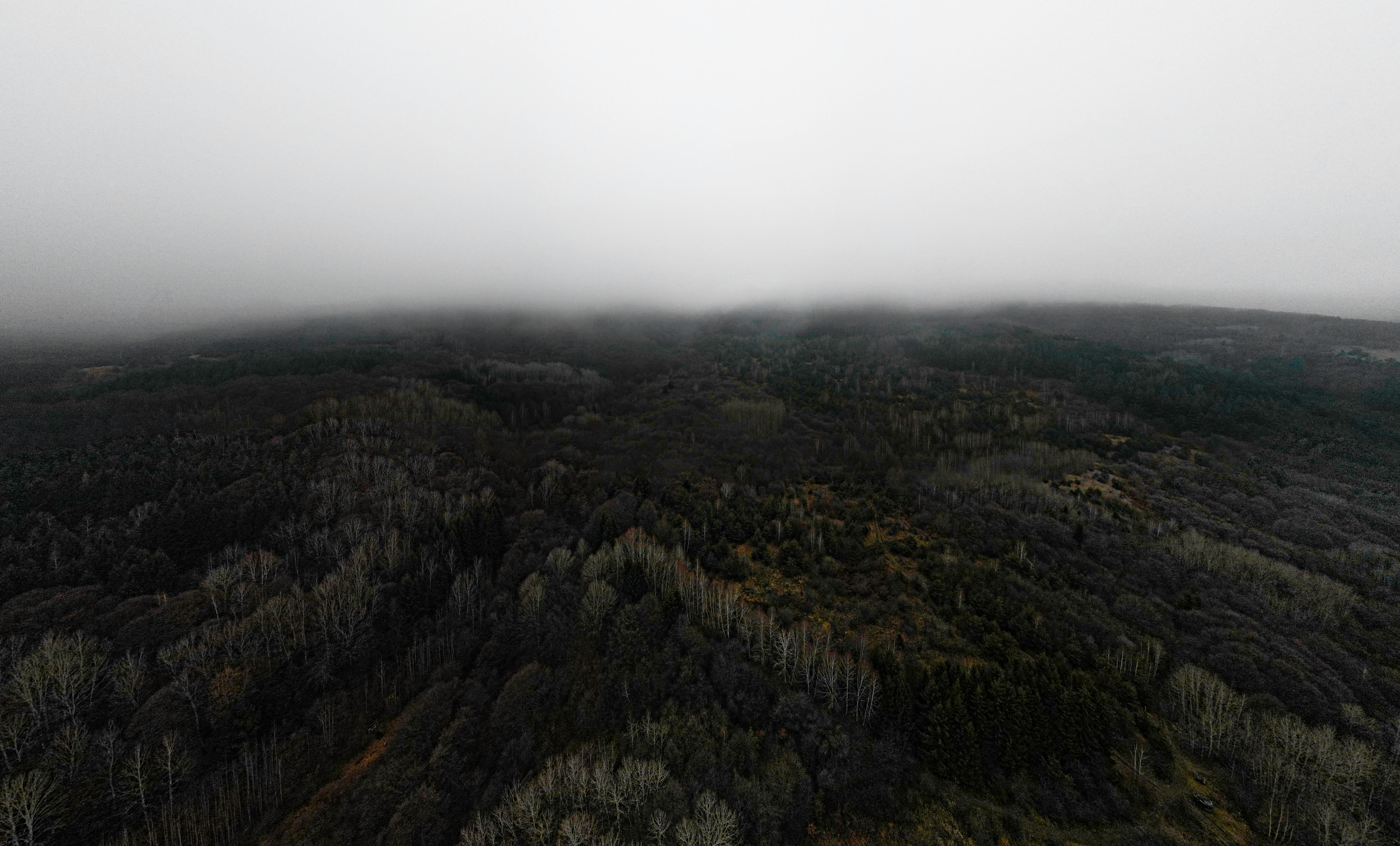 Fog over Forest on Plains · Free Stock Photo