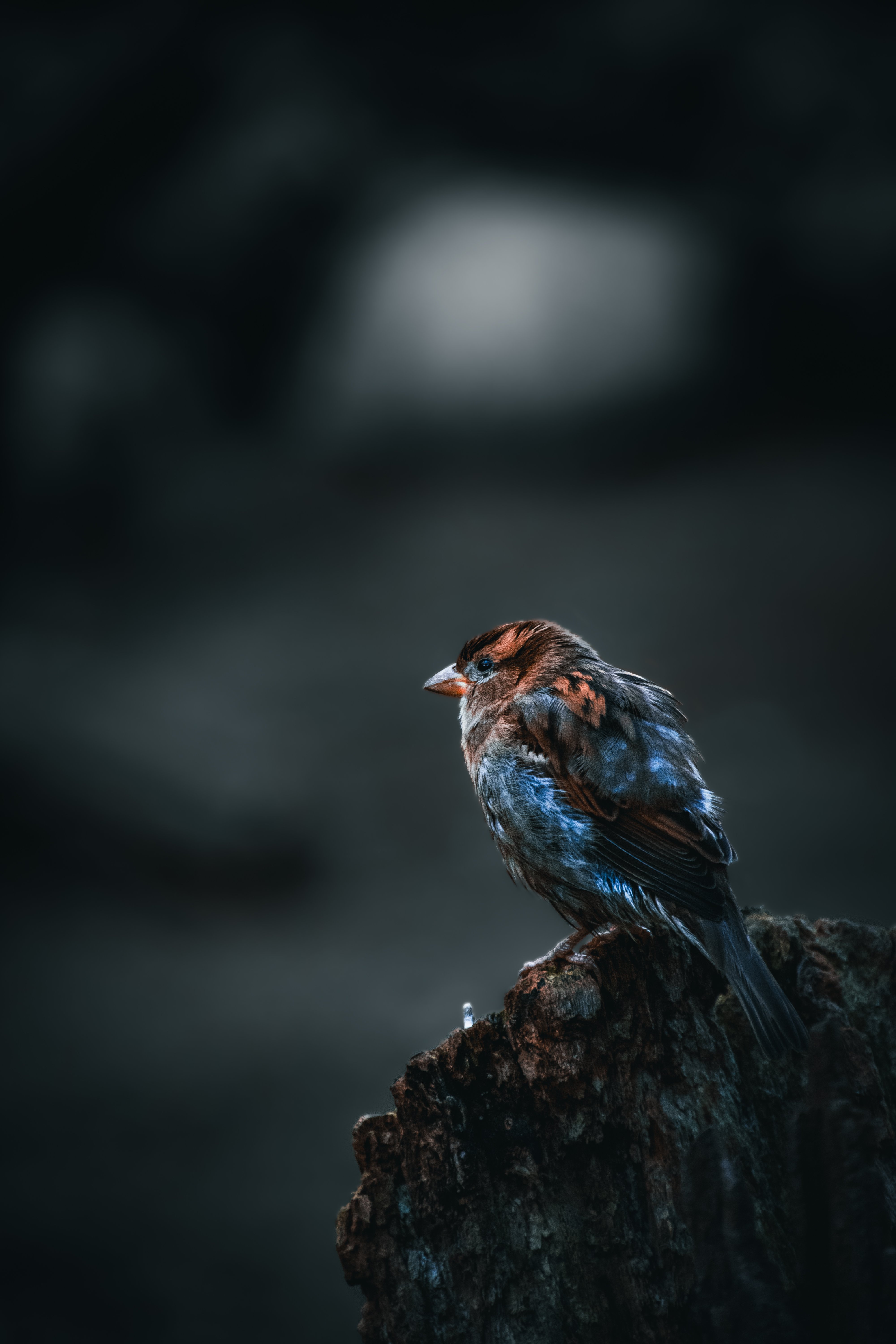 Close up of Small Bird · Free Stock Photo