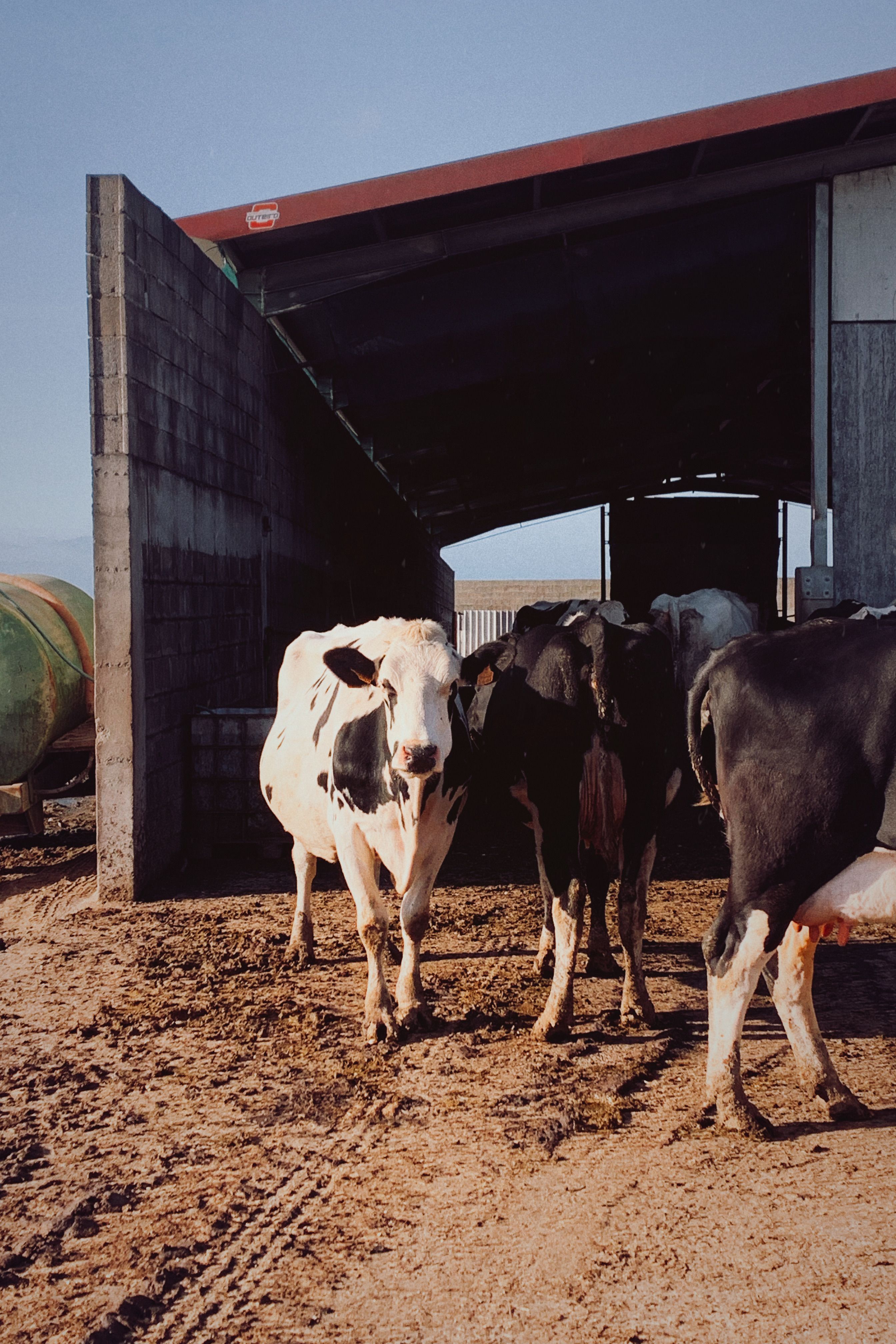 Man Walking with Farm Animals · Free Stock Photo