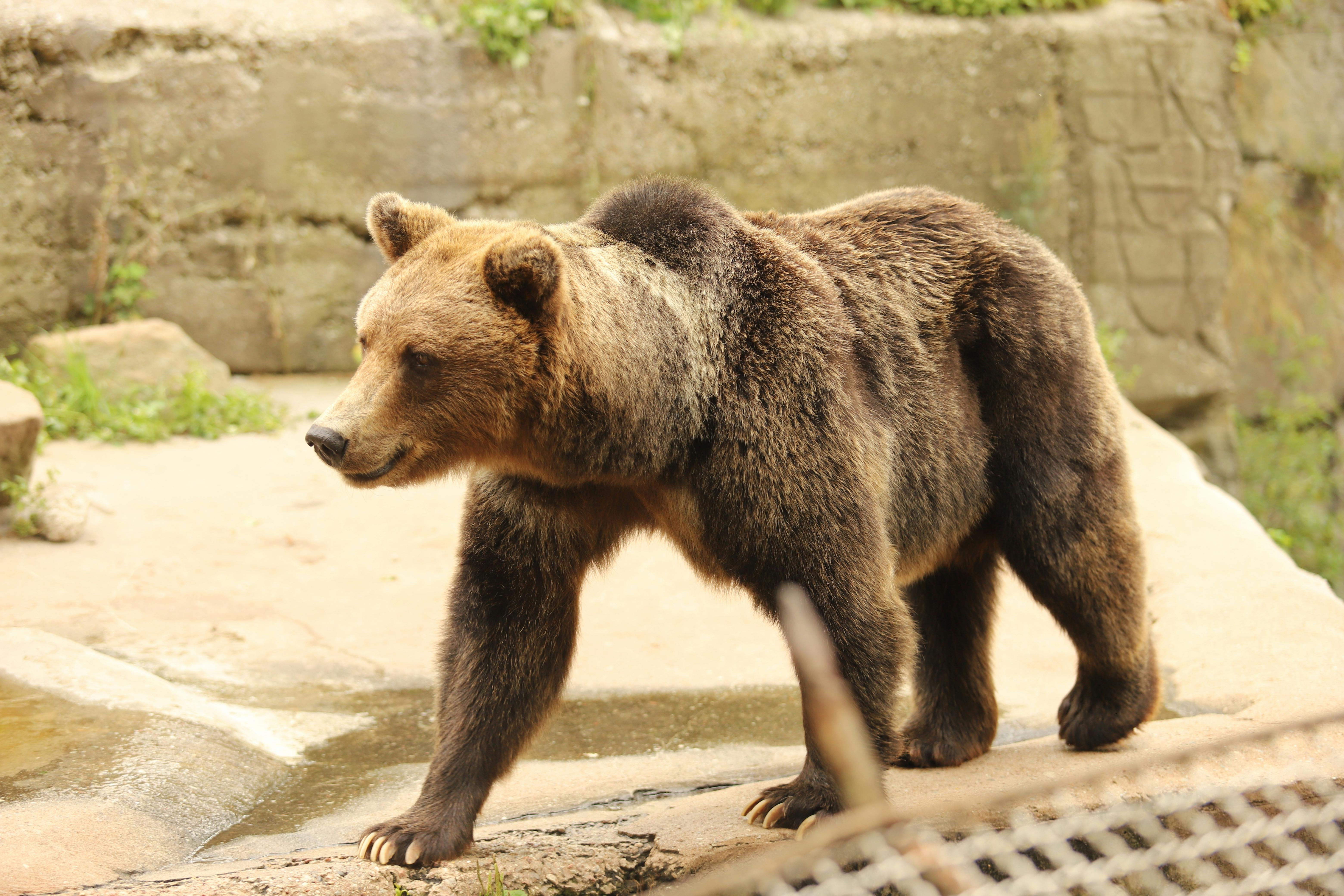 Brown Bear in the Zoo · Free Stock Photo