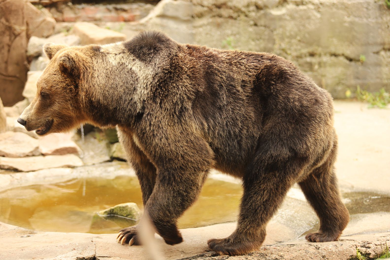 California Grizzly Bear Sighting: Past, Present, and Hope