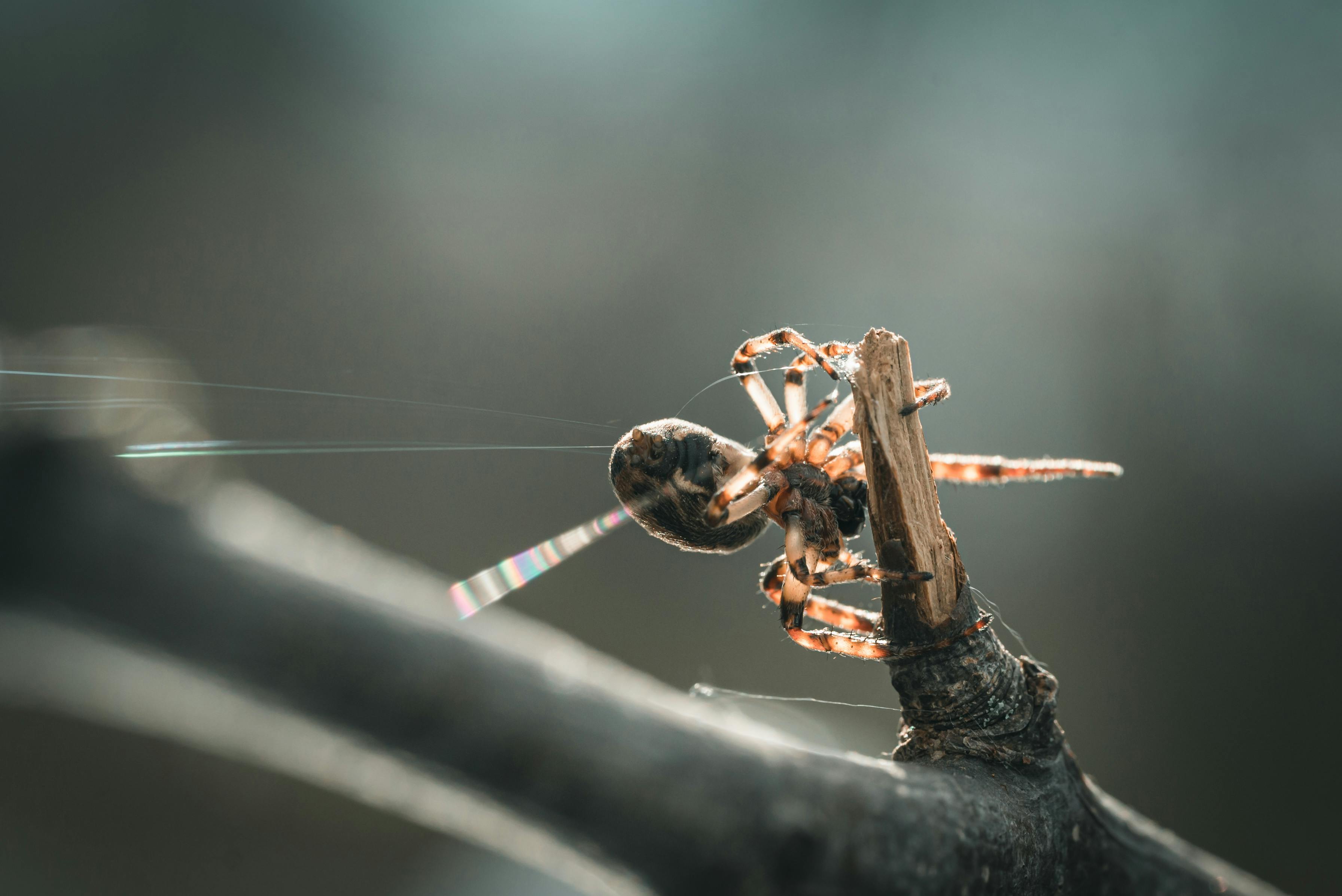 Weaving Nature Photos, Download The BEST Free Weaving Nature Stock ...