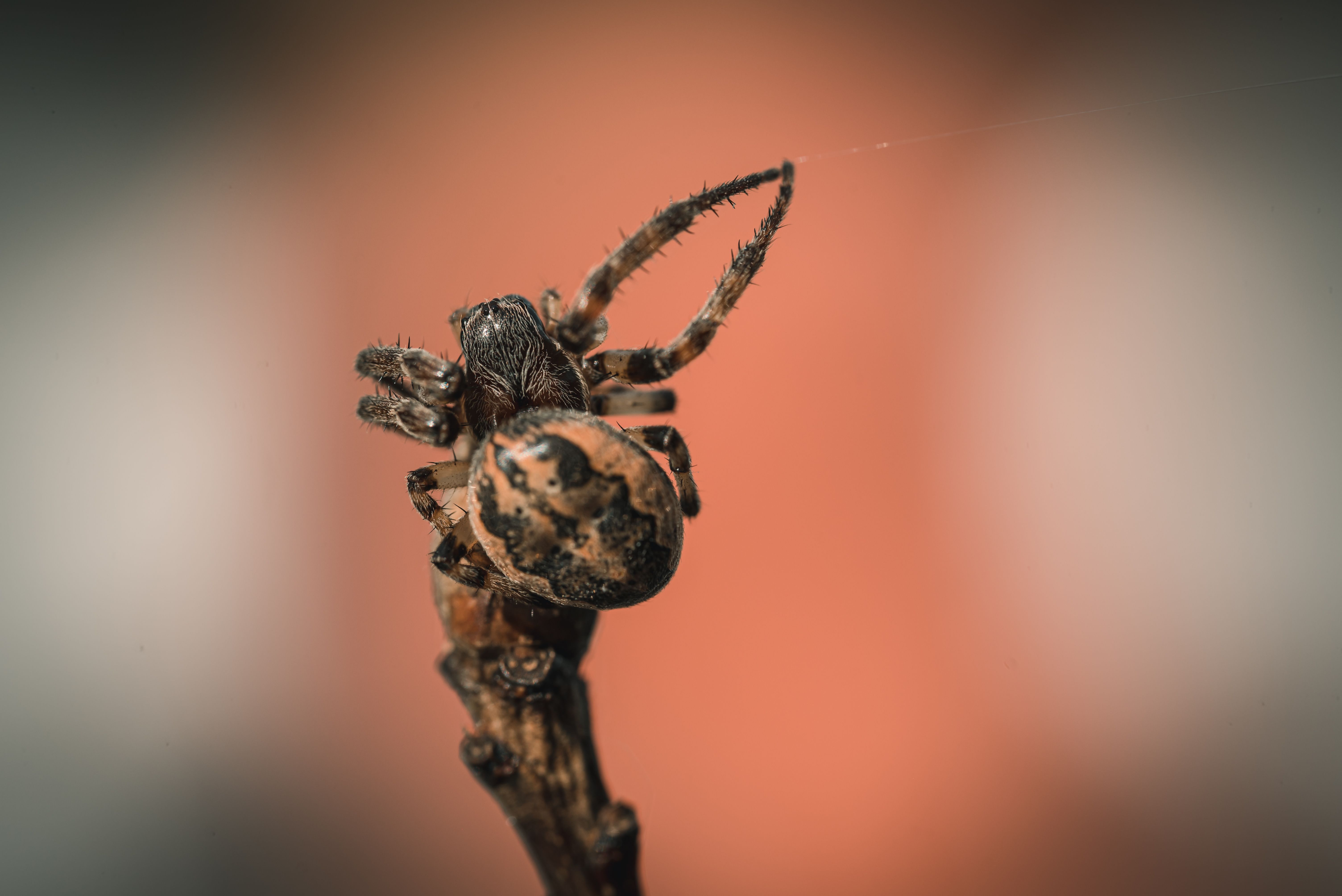 Macro Photography of a Furrow Spider · Free Stock Photo