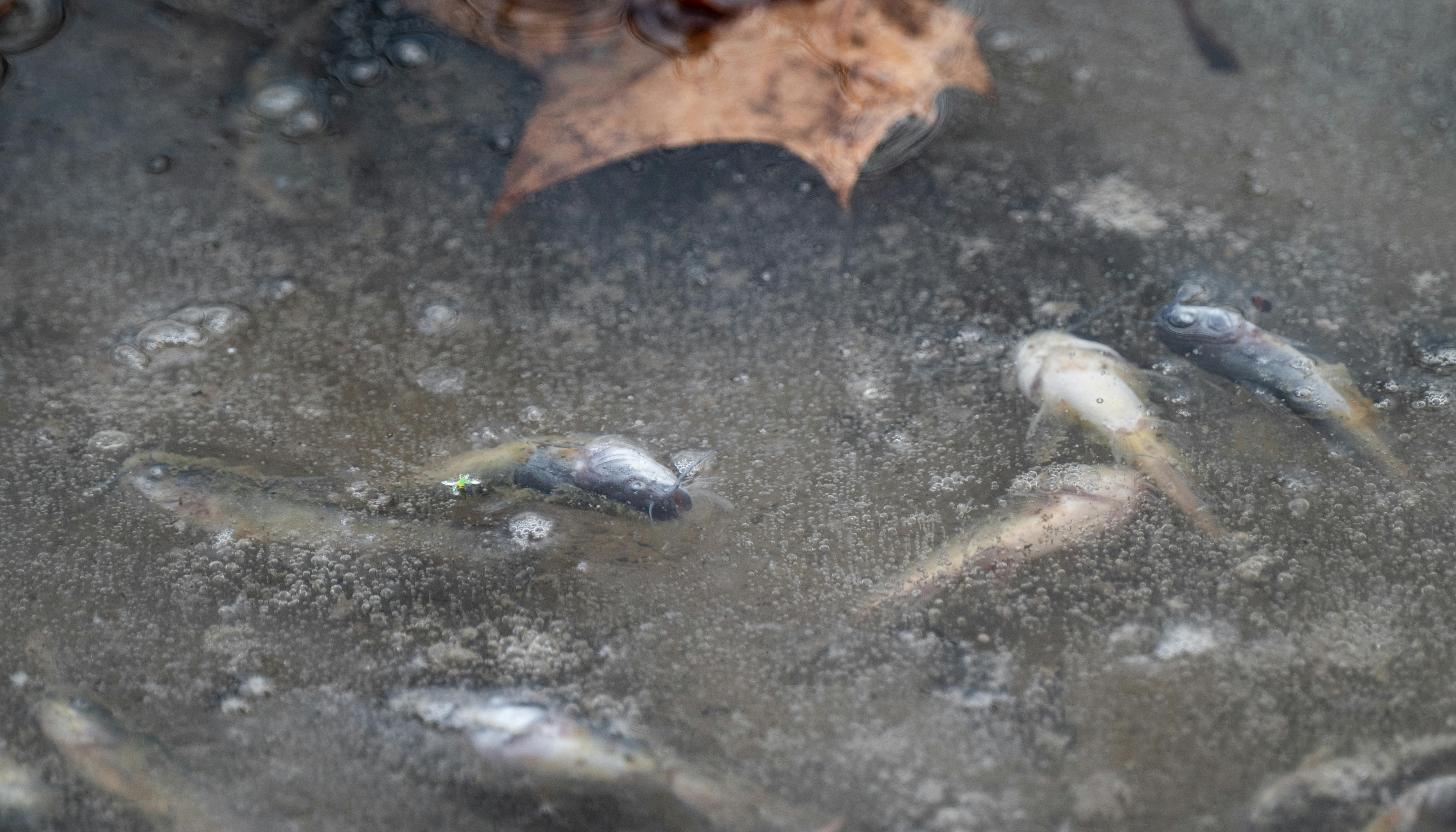 Fish Frozen in Puddle of Water · Free Stock Photo