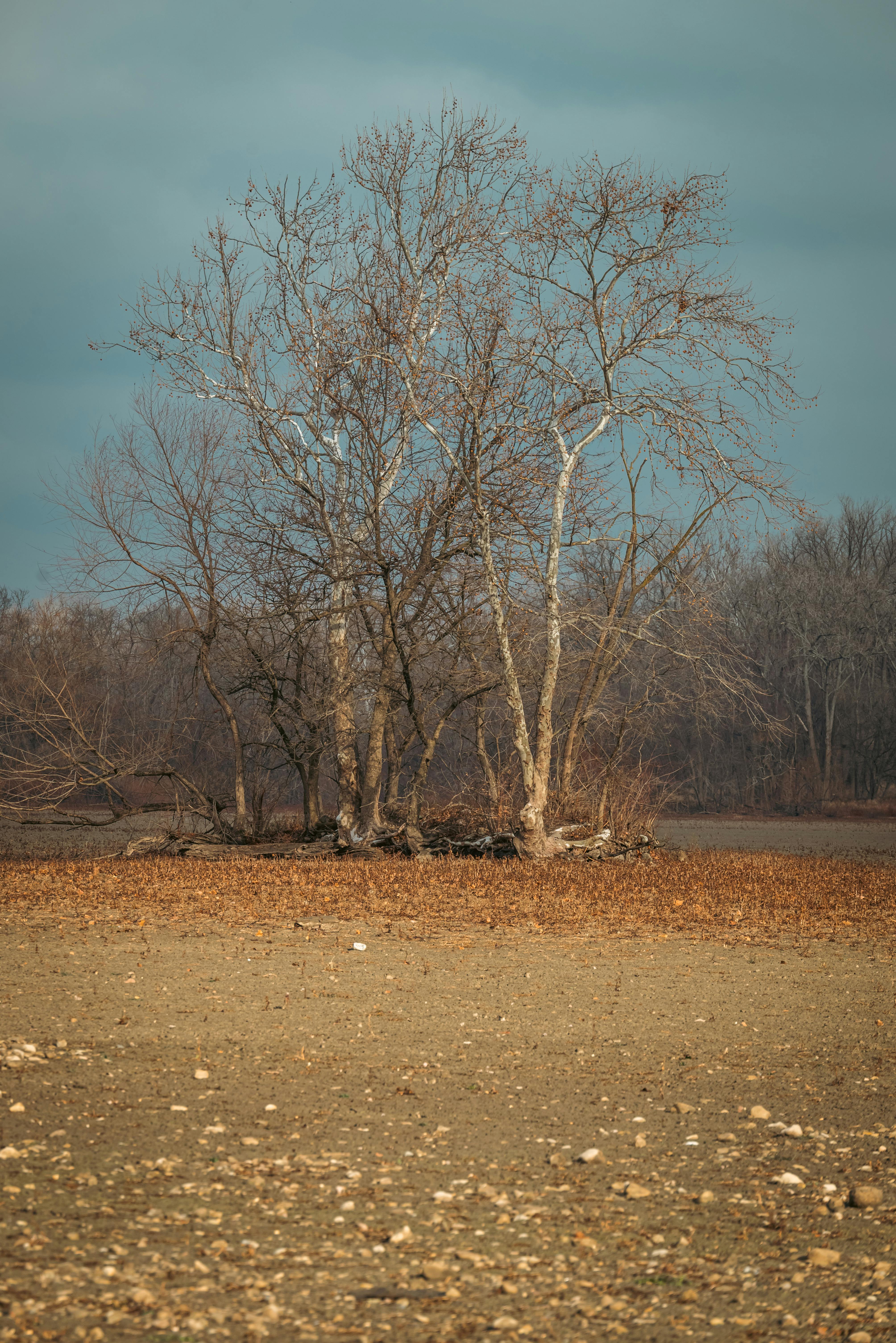Barren Trees in Autumn · Free Stock Photo