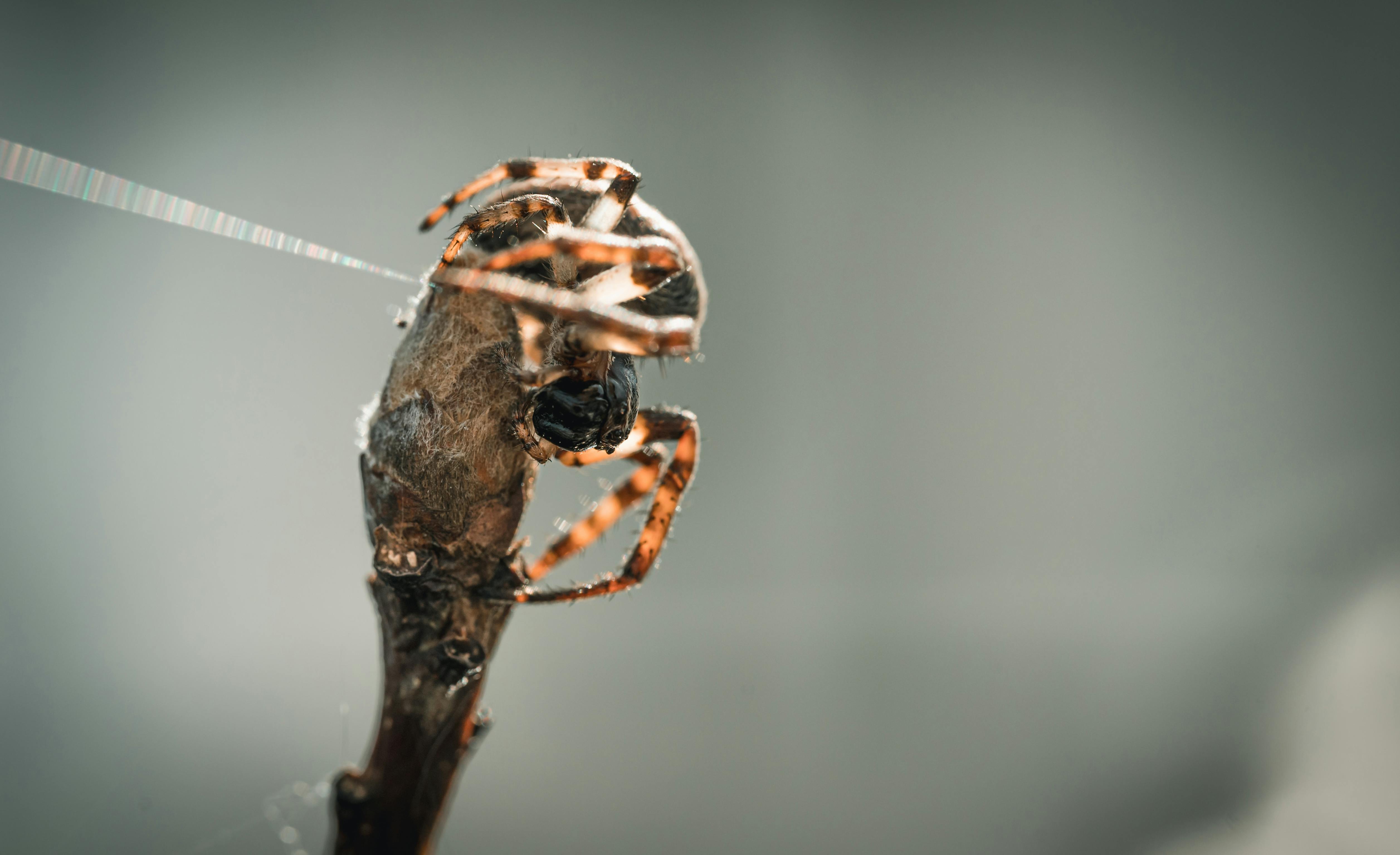 Close-Up Photograph of a Spider Near Flowers · Free Stock Photo