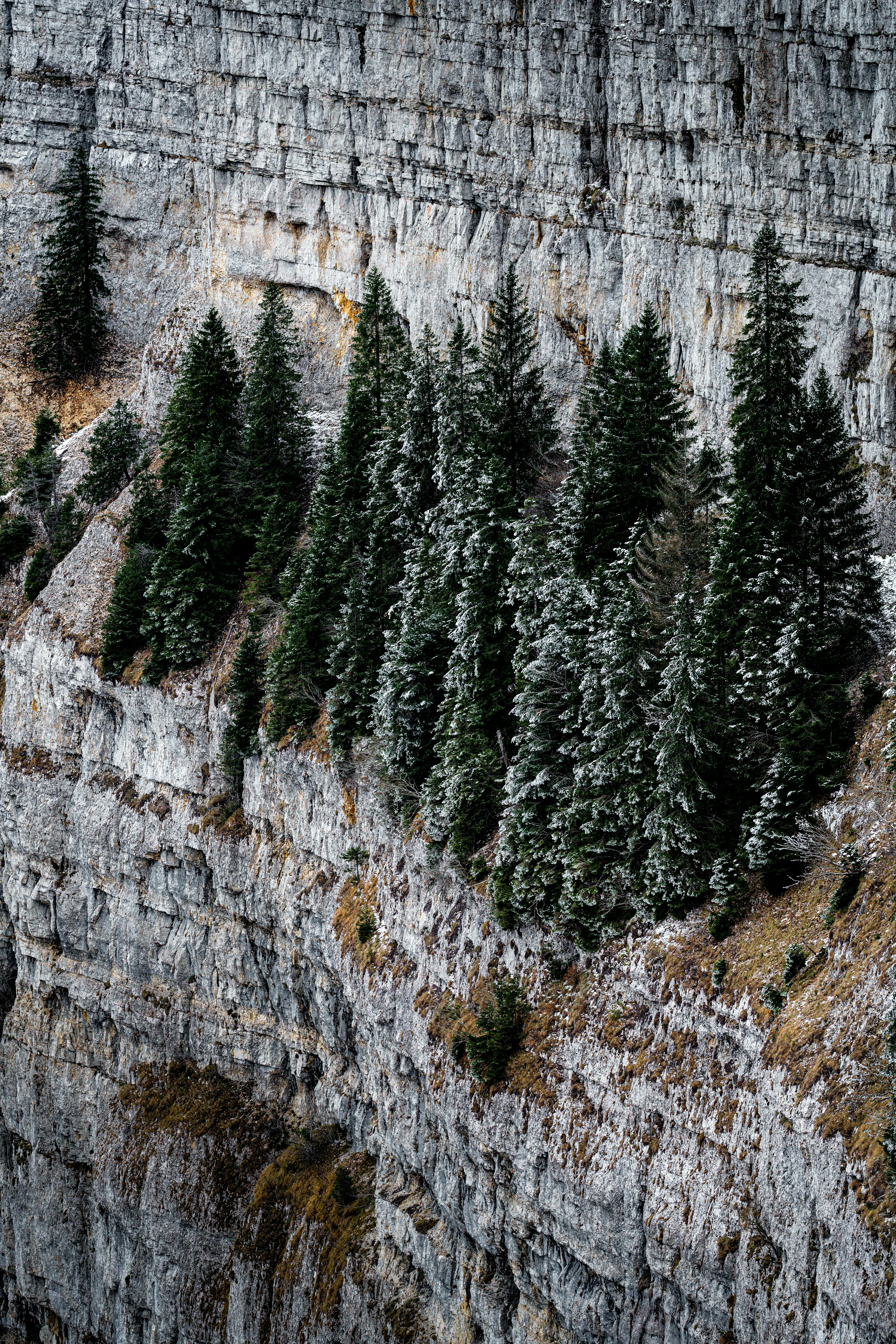 Pine Trees on Cliff Rocks · Free Stock Photo