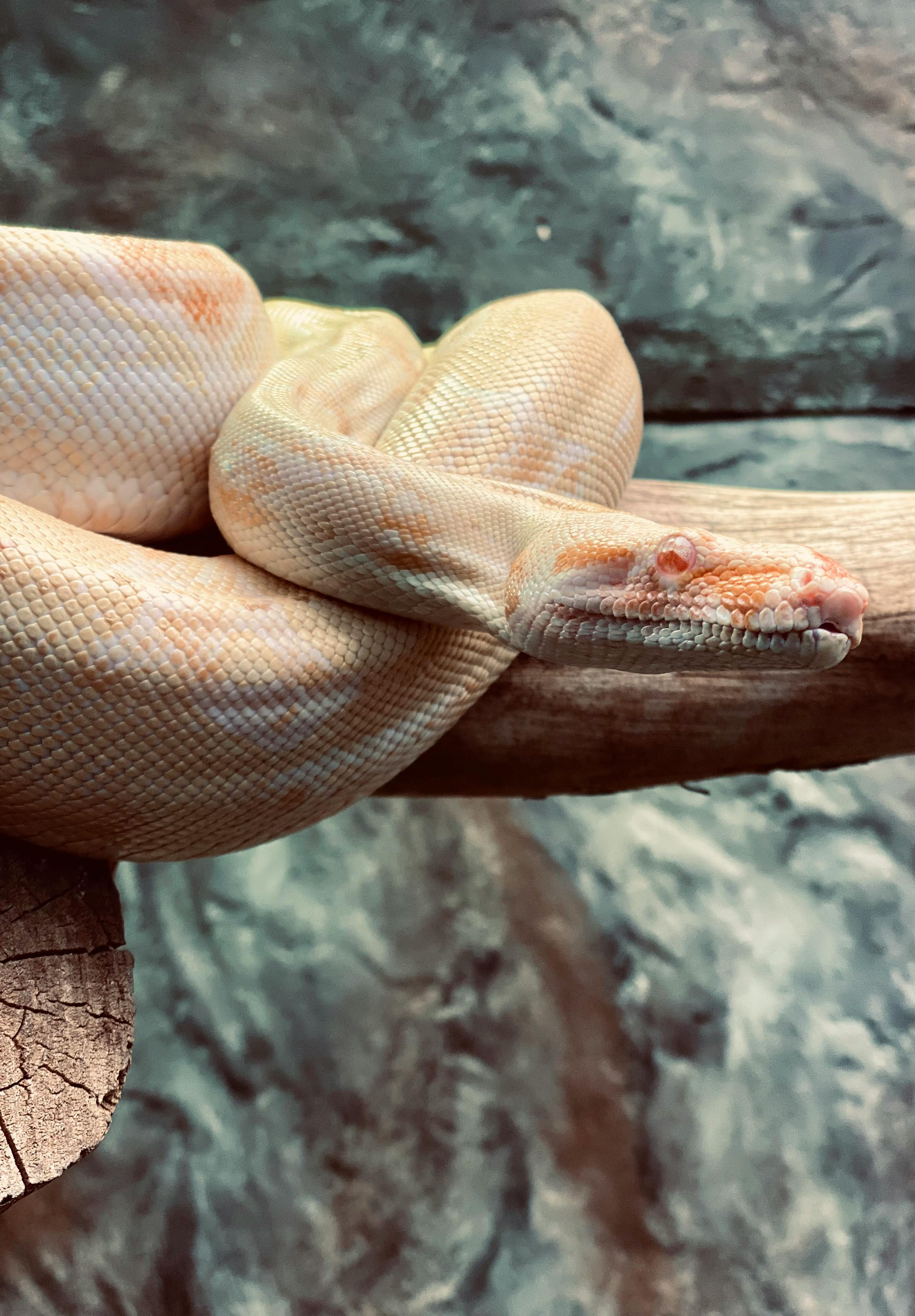 Big Snake Photos, Download The BEST Free Big Snake Stock Photos & HD Images