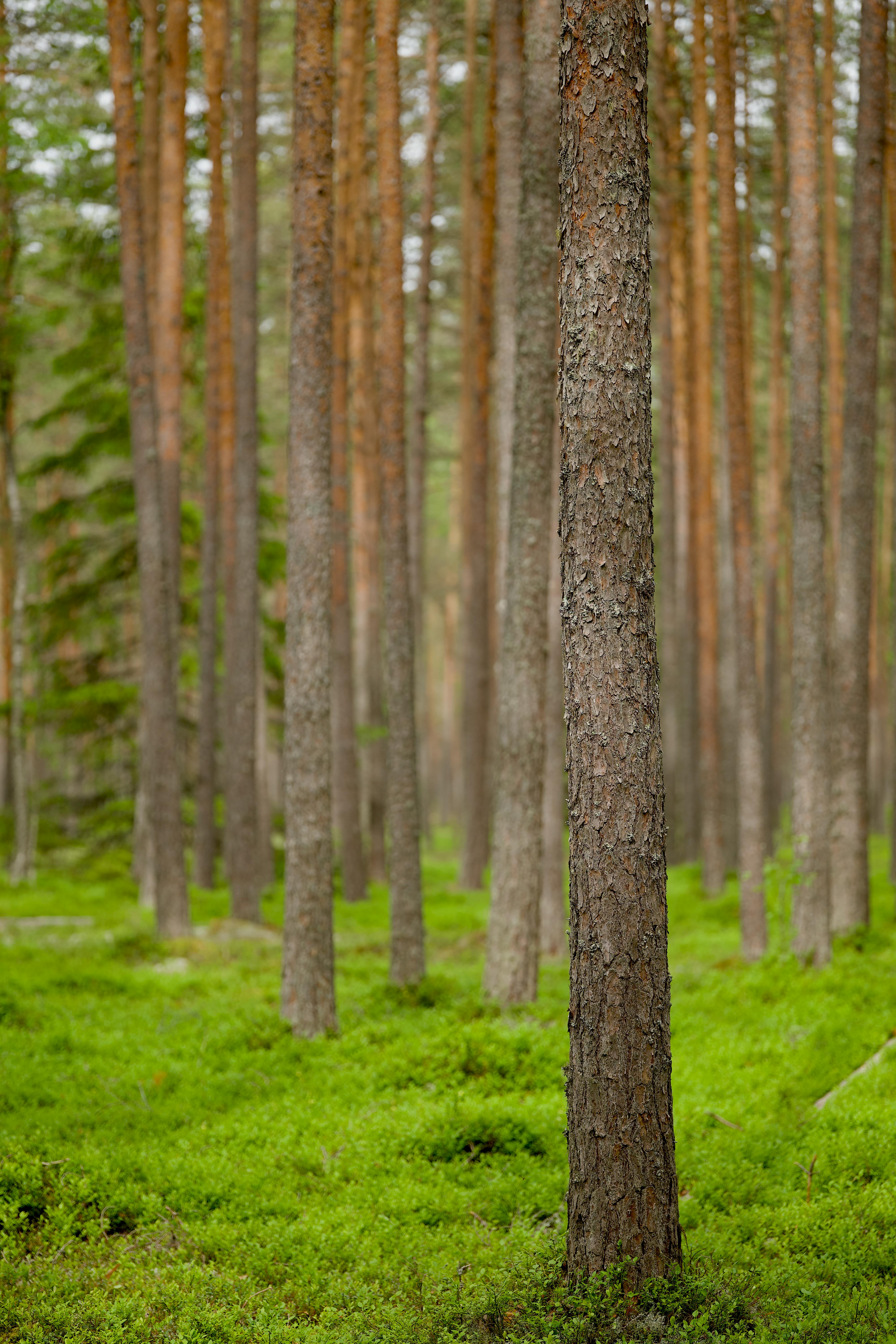 Tall Trees in Forest · Free Stock Photo