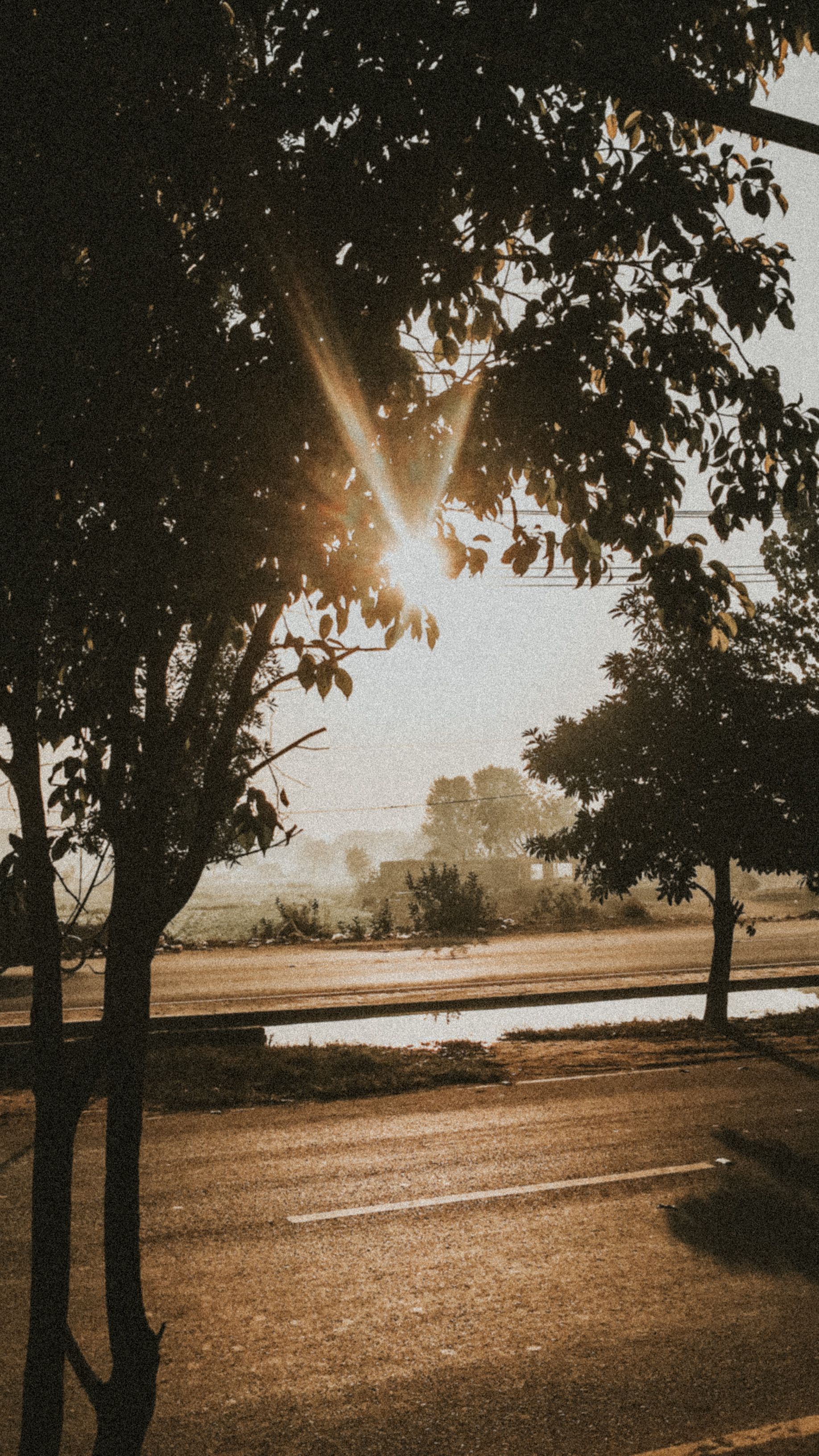 Trees Beside the Road · Free Stock Photo