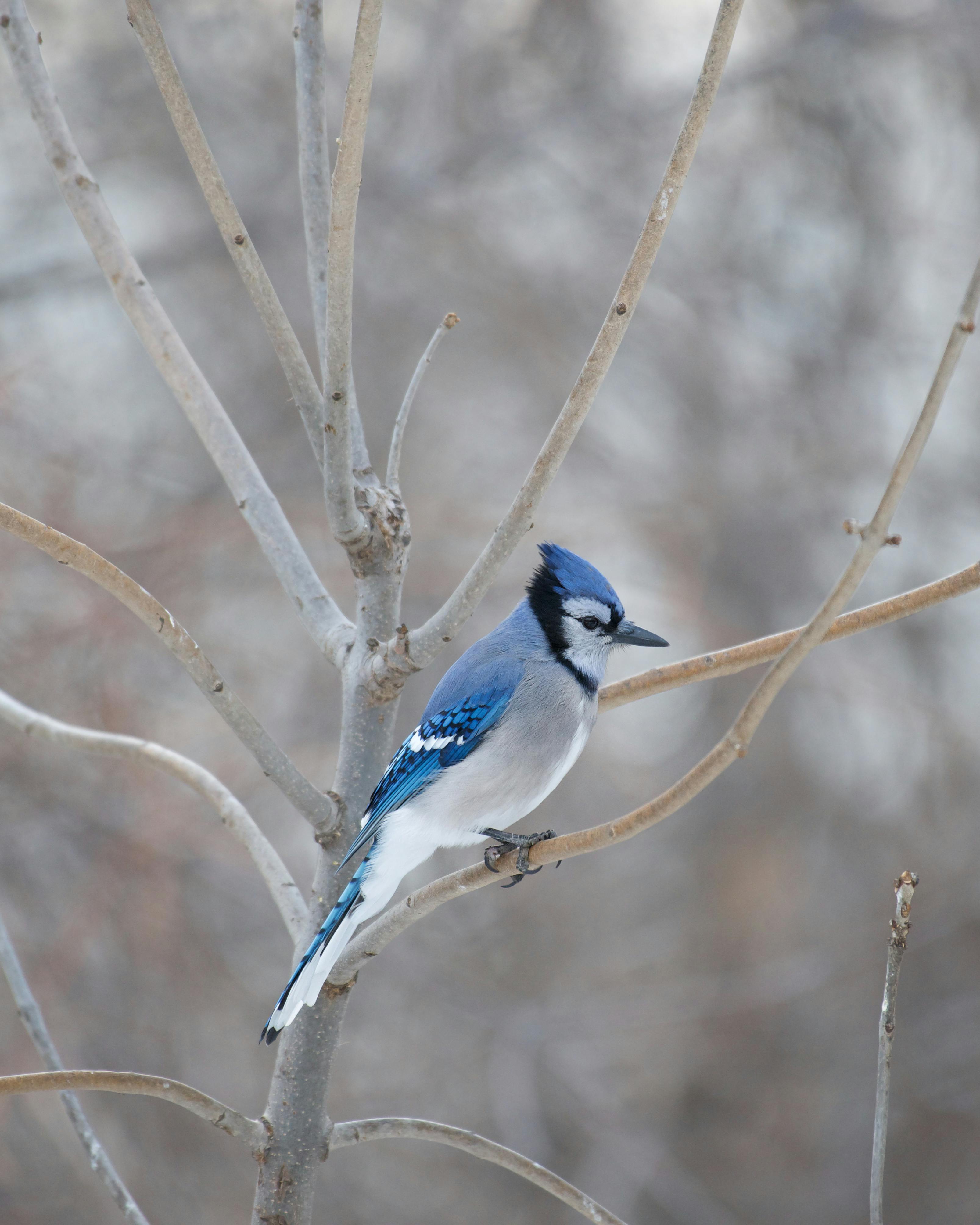 Blue Jay Photos, Download The BEST Free Blue Jay Stock Photos & HD Images