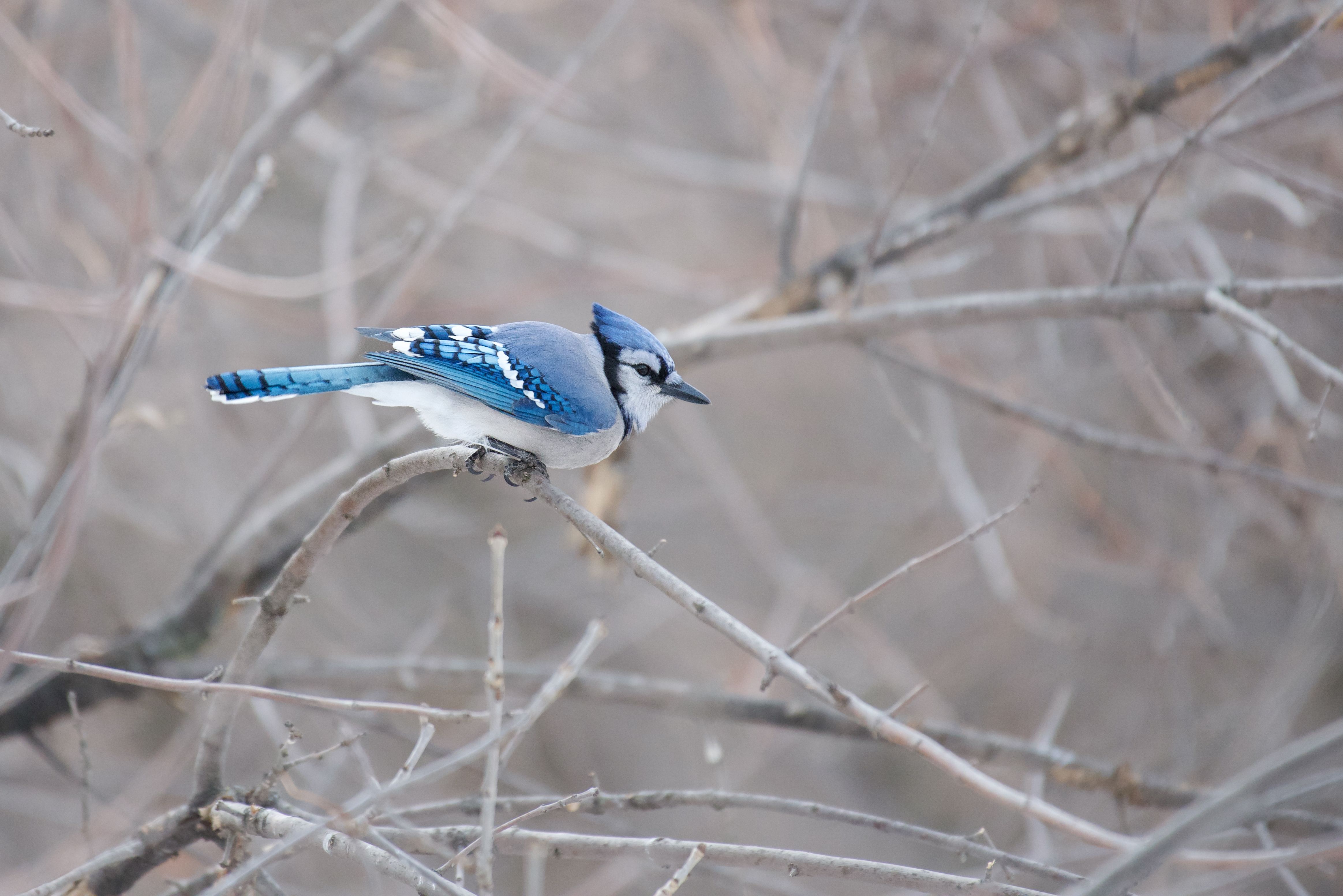 Close-Up Shot of a Blue Jay · Free Stock Photo